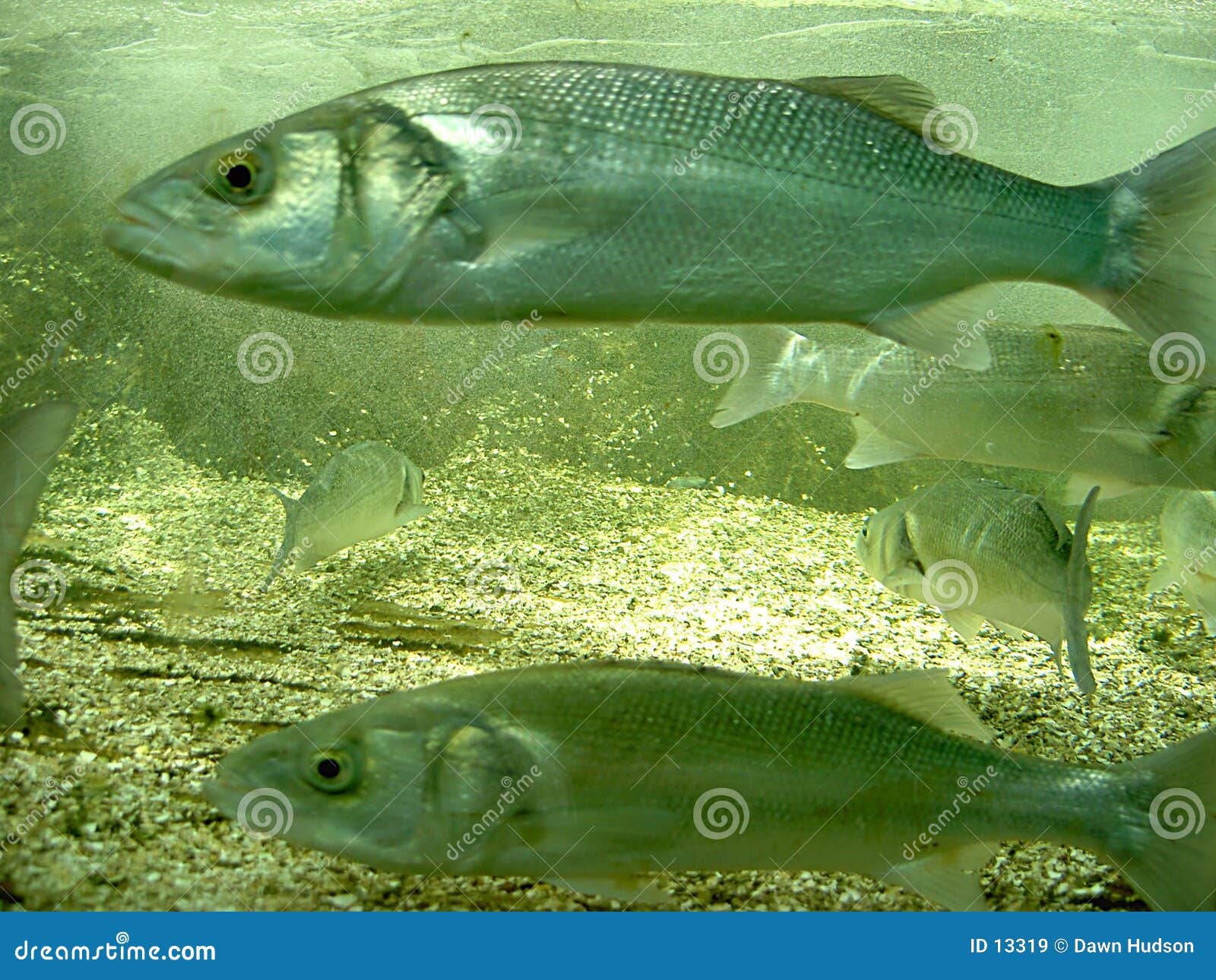 Sea Bass stock image. Image of life, animals, swim, ocean - 13319