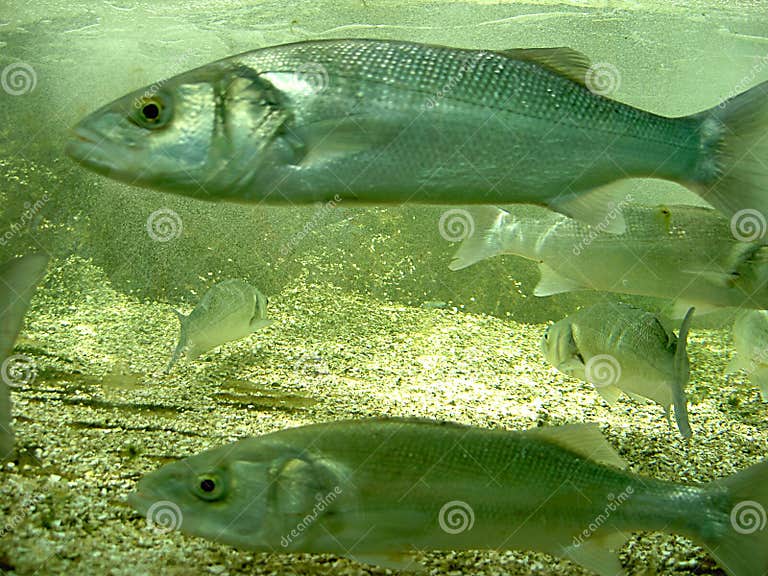 Sea Bass stock image. Image of life, animals, swim, ocean - 13319