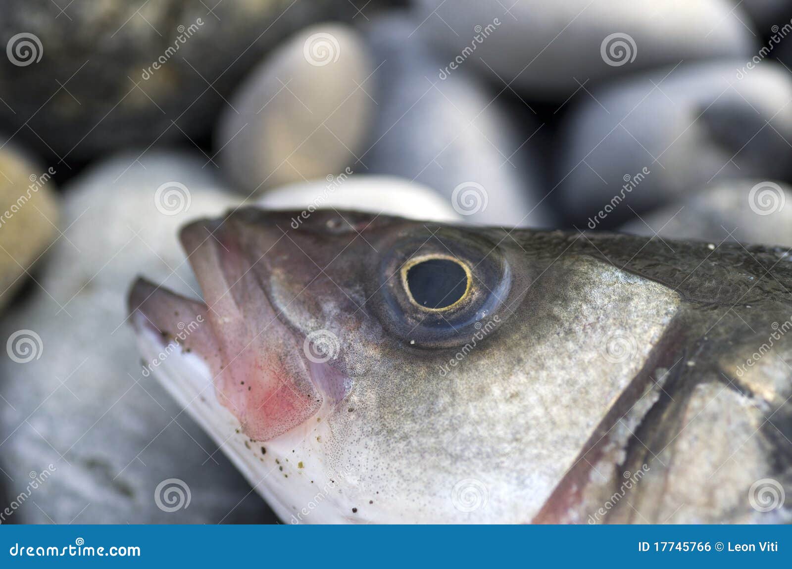 Sea bass stock photo. Image of rock, fishing, industry - 17745766