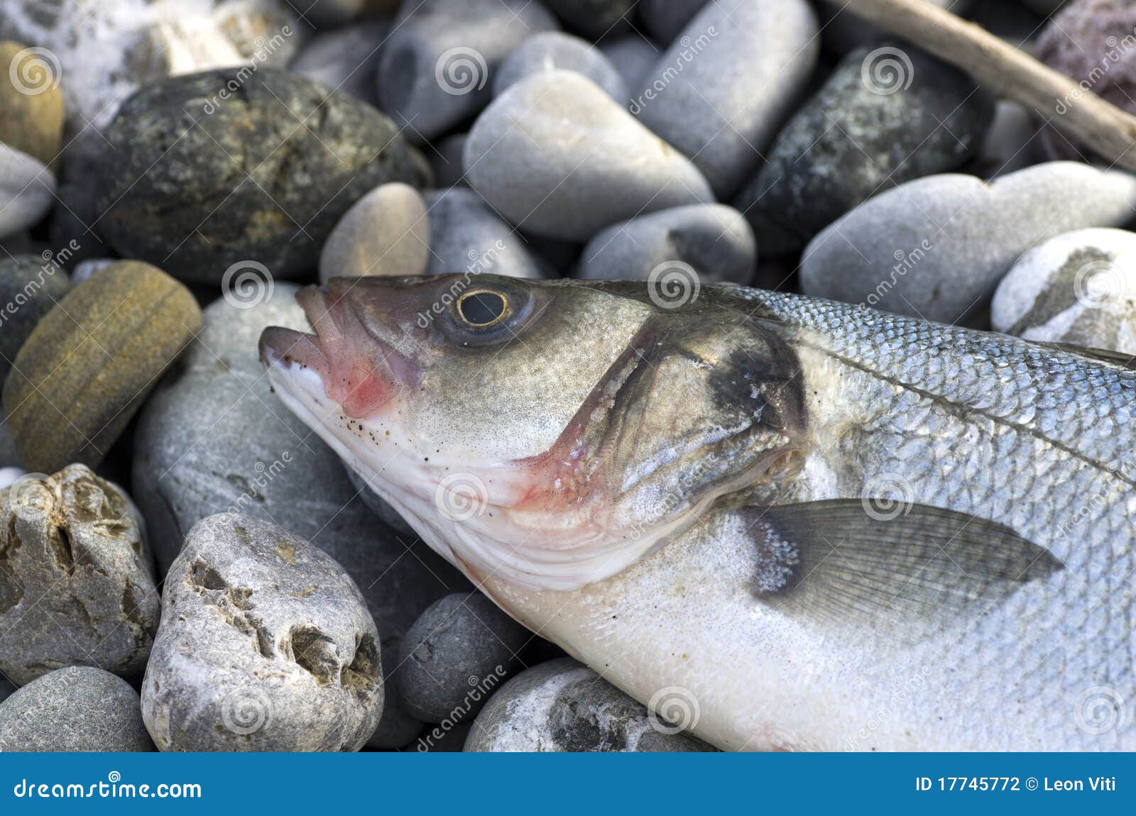 Sea bass stock photo. Image of food, natural, cooking - 17745772