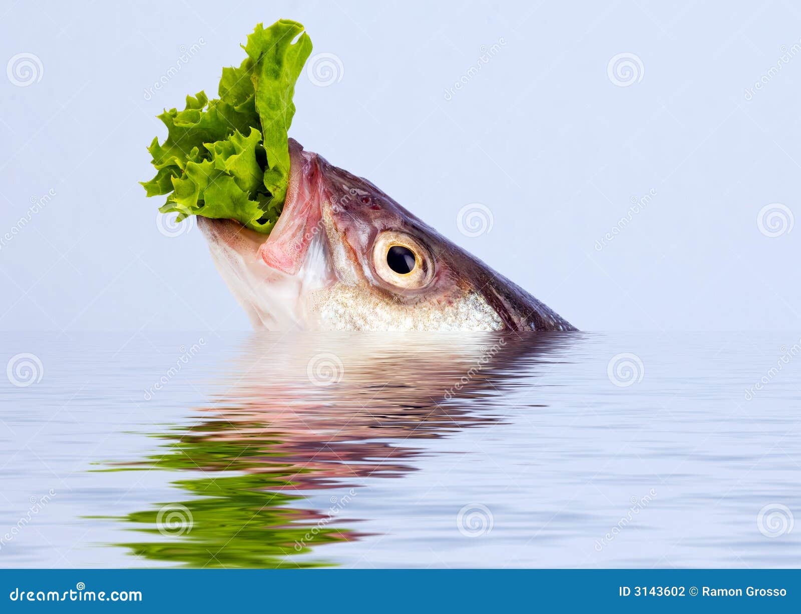 Sea bass stock photo. Image of reflection, mouth, ocean - 3143602