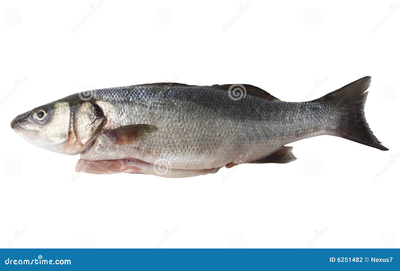 Sea Bass stock photo. Image of meal, lunch, white, dish - 6251482