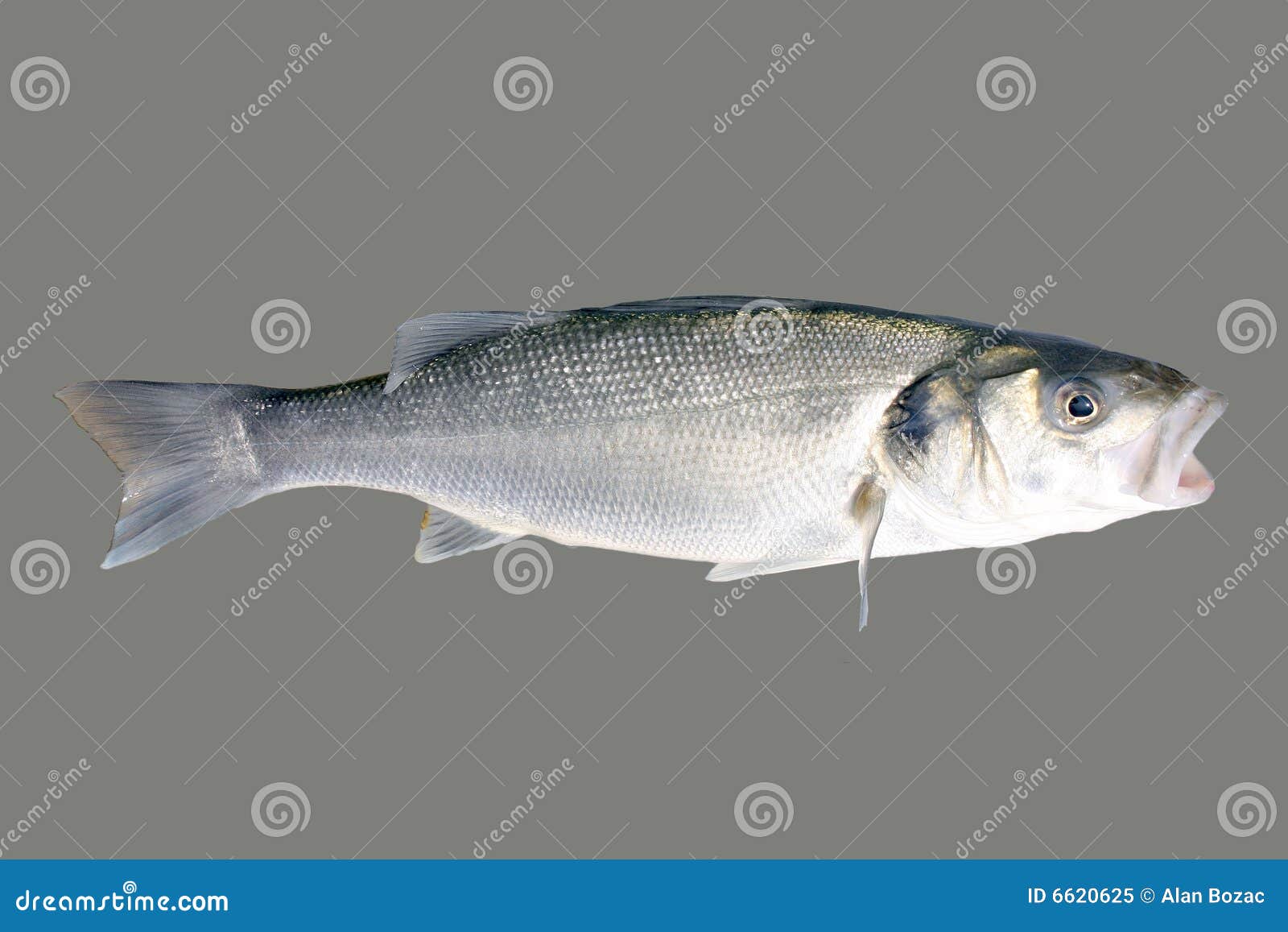 Sea bass stock image. Image of grey, isolated, fish, single - 6620625