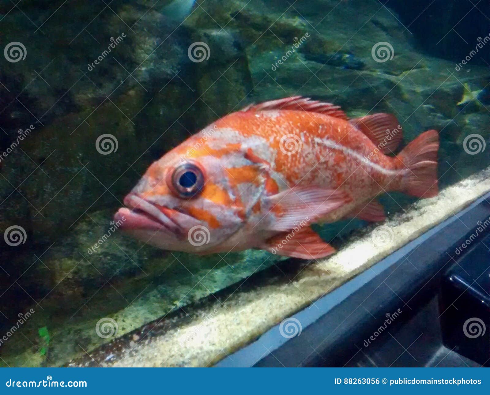 Sea Bass Picture. Image: 88263056