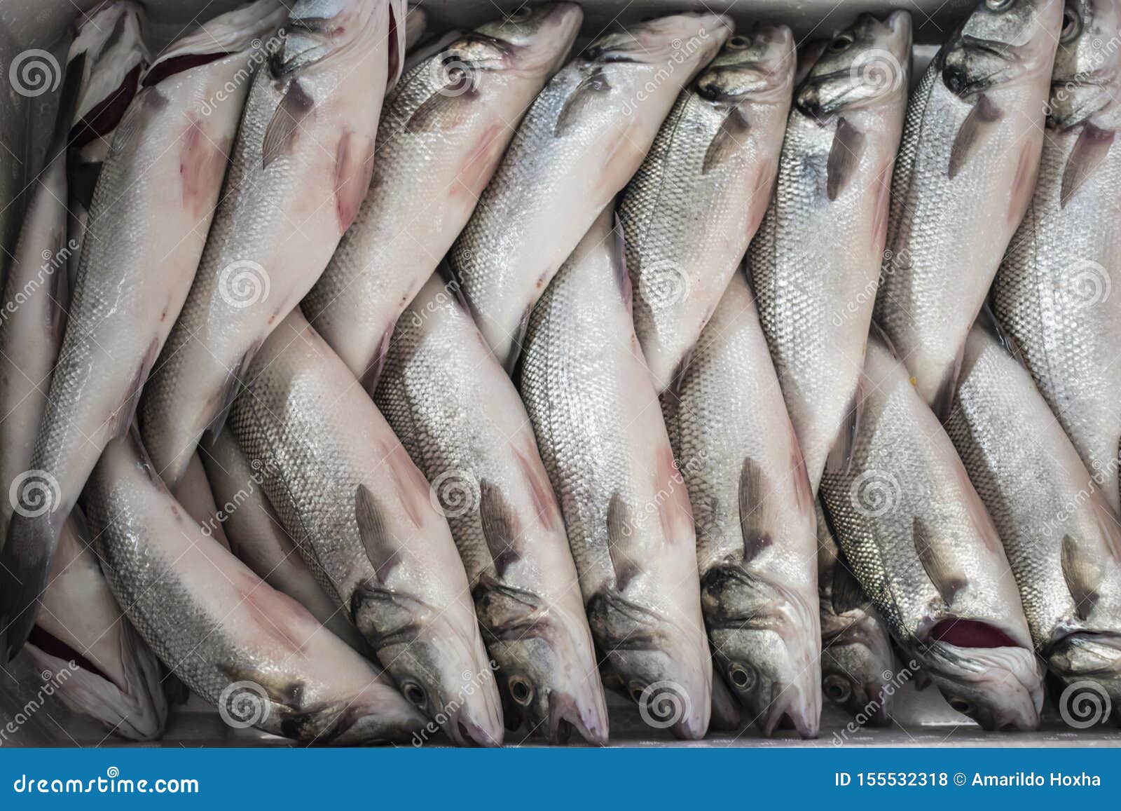 Sea Bass fish stock photo. Image of pile, marine, marked - 155532318