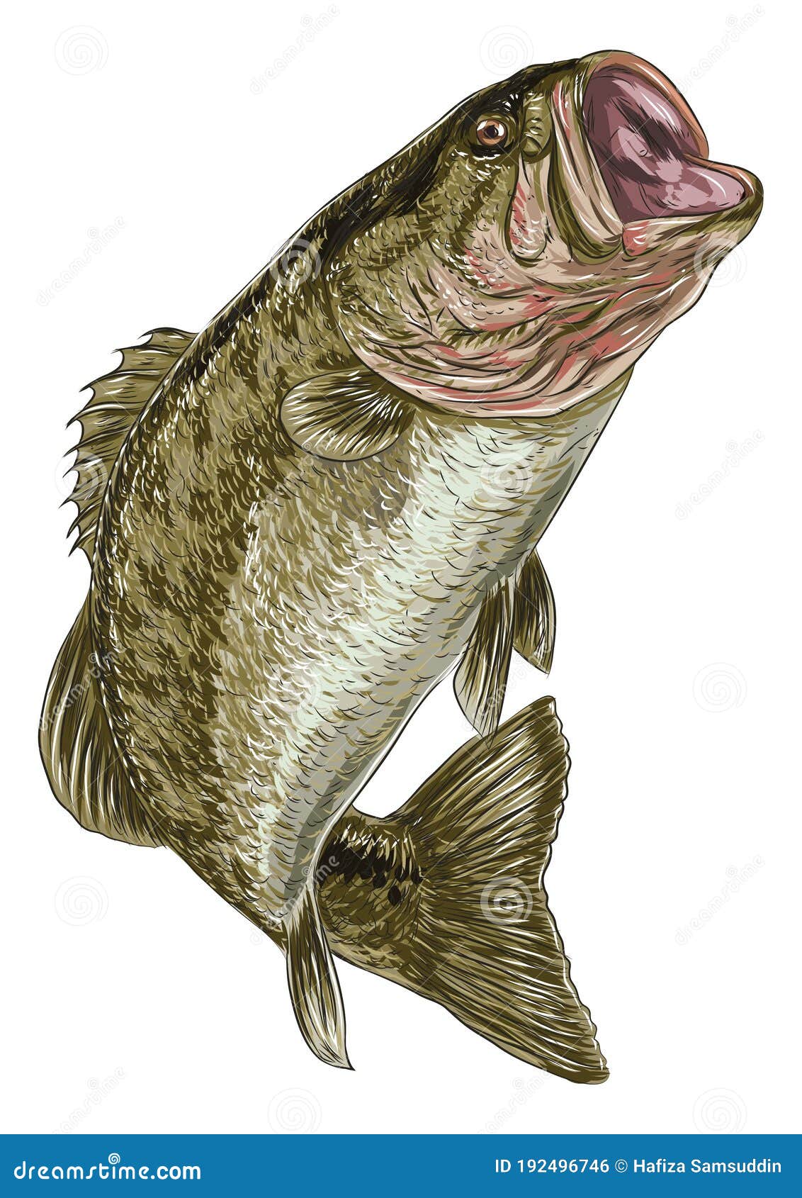 Sea Bass. Vector Illustration Decorative Design Stock Vector ...