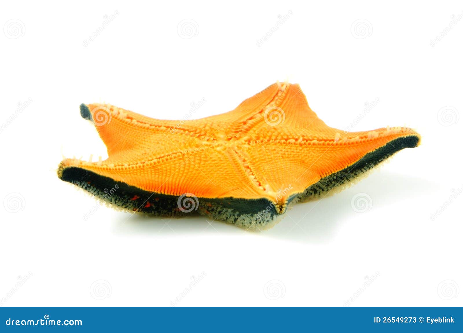 Sea bat stock image. Image of aquatic, life, wildlife - 26549273