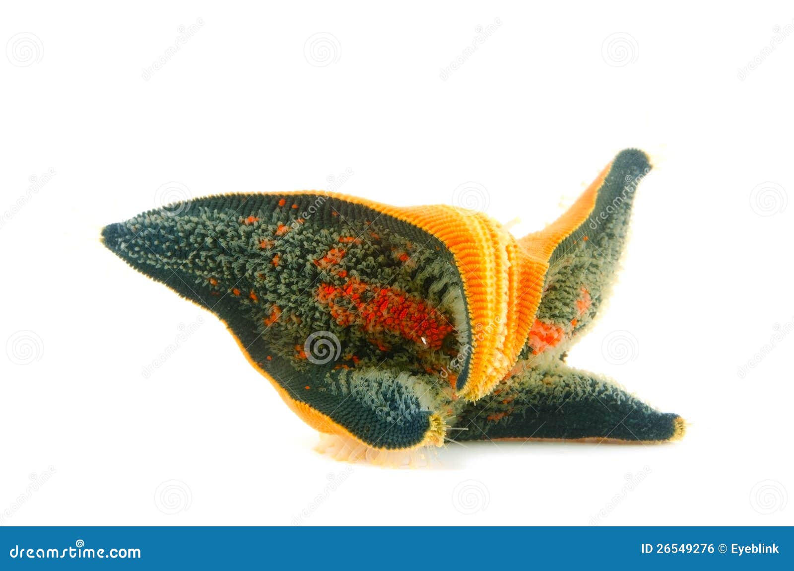 Sea bat stock photo. Image of seabat, asterid, star, nature - 26549276