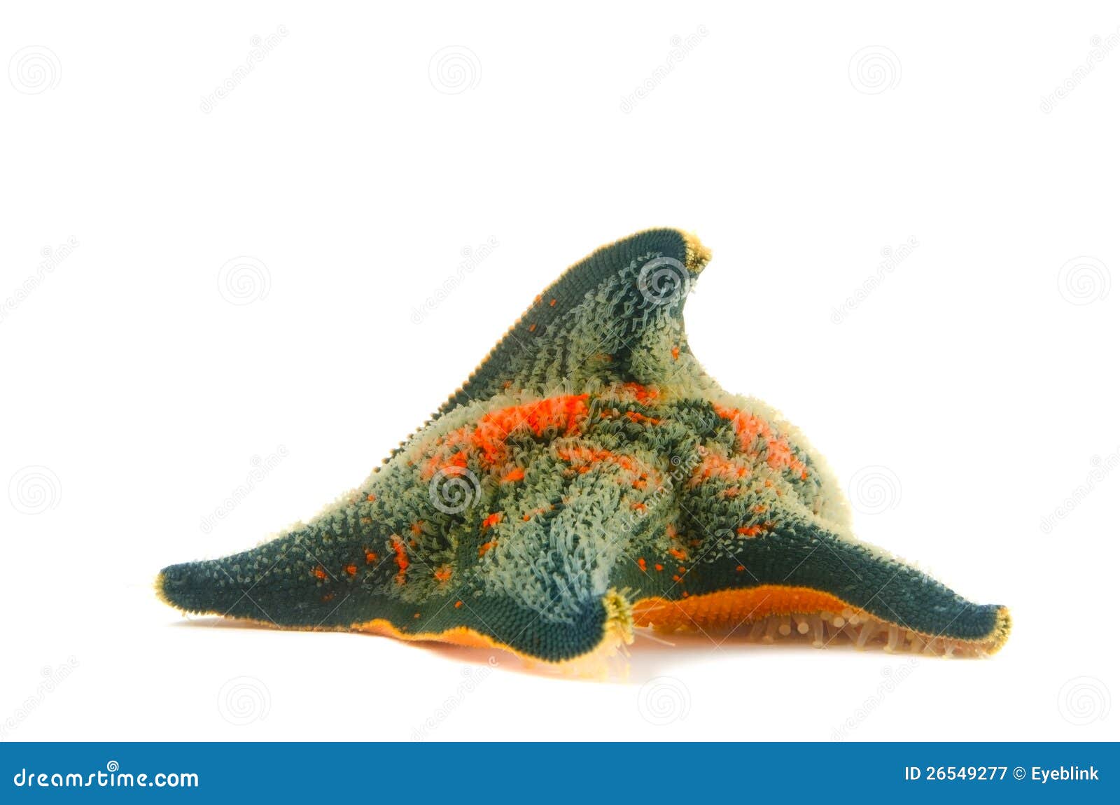 Sea bat stock image. Image of fishery, fishing, fish - 26549277