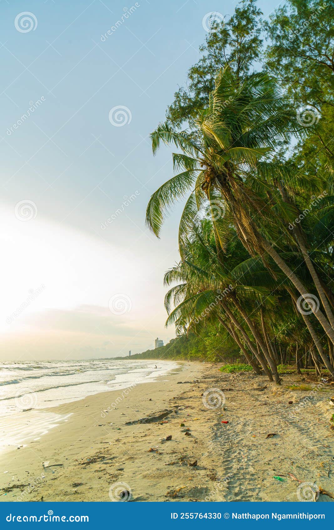 Sea Beach with Coconut Palm Tree at Sunset Time Stock Photo - Image of ...