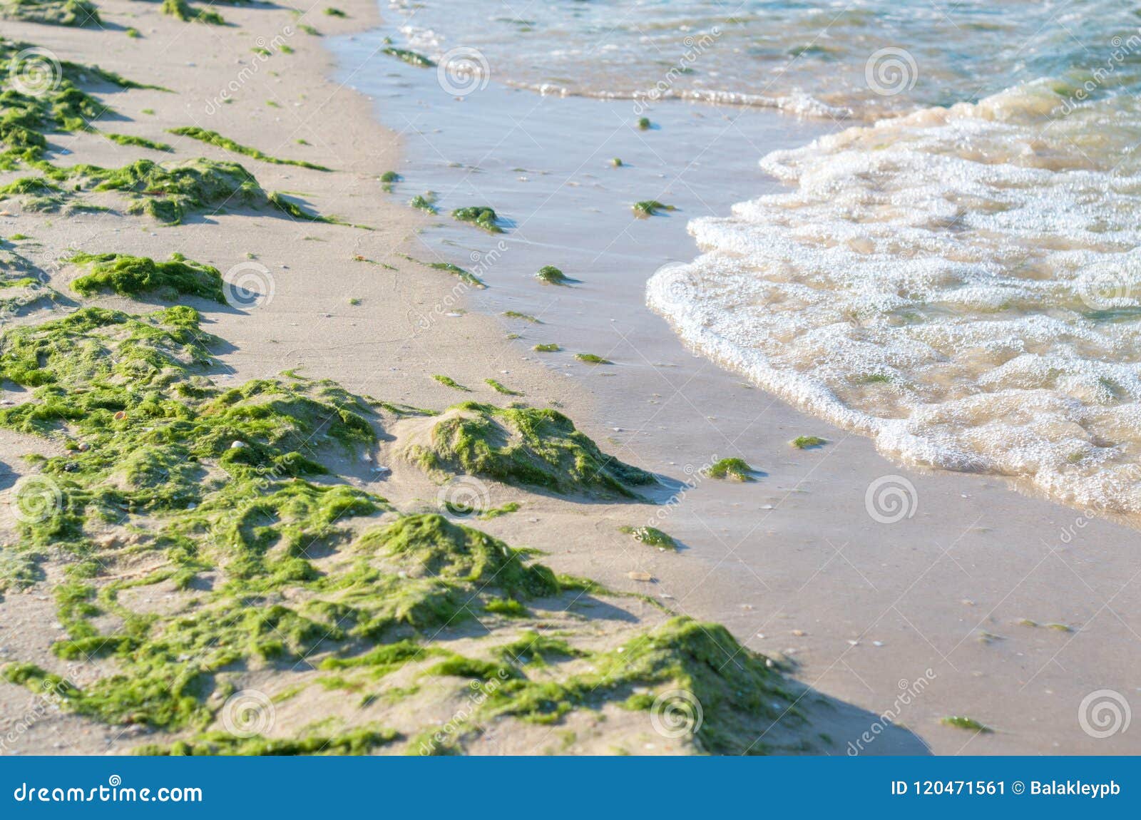 Sea Beach Polluted with Green Algae, Surf Stock Image - Image of ...