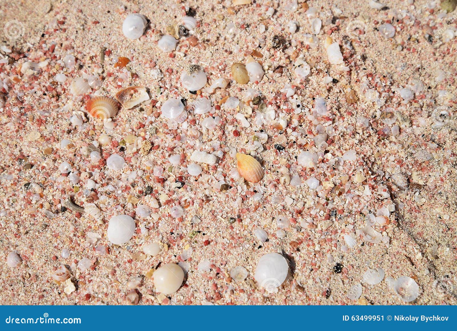 Sea Beach Sand Shells Texture Stock Image - Image of ocean, seashell ...