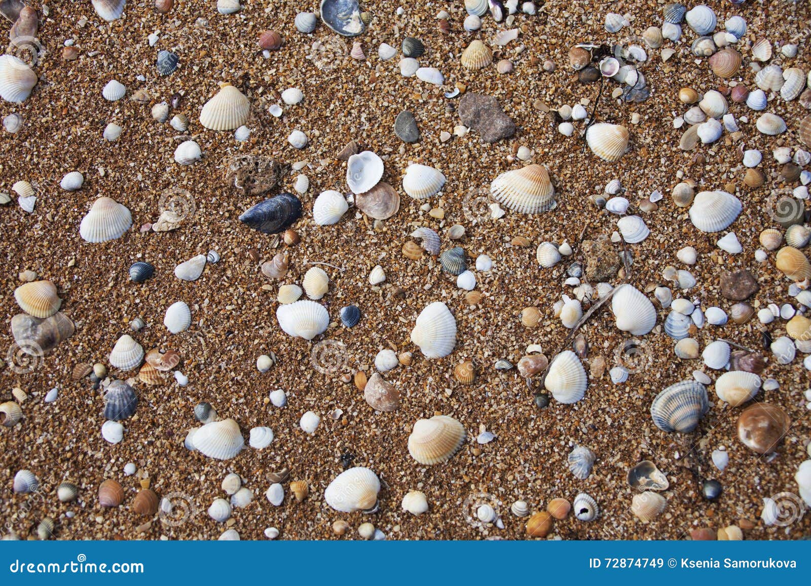 Sea Beach Sand Texture With Shells Royalty-Free Stock Photo ...