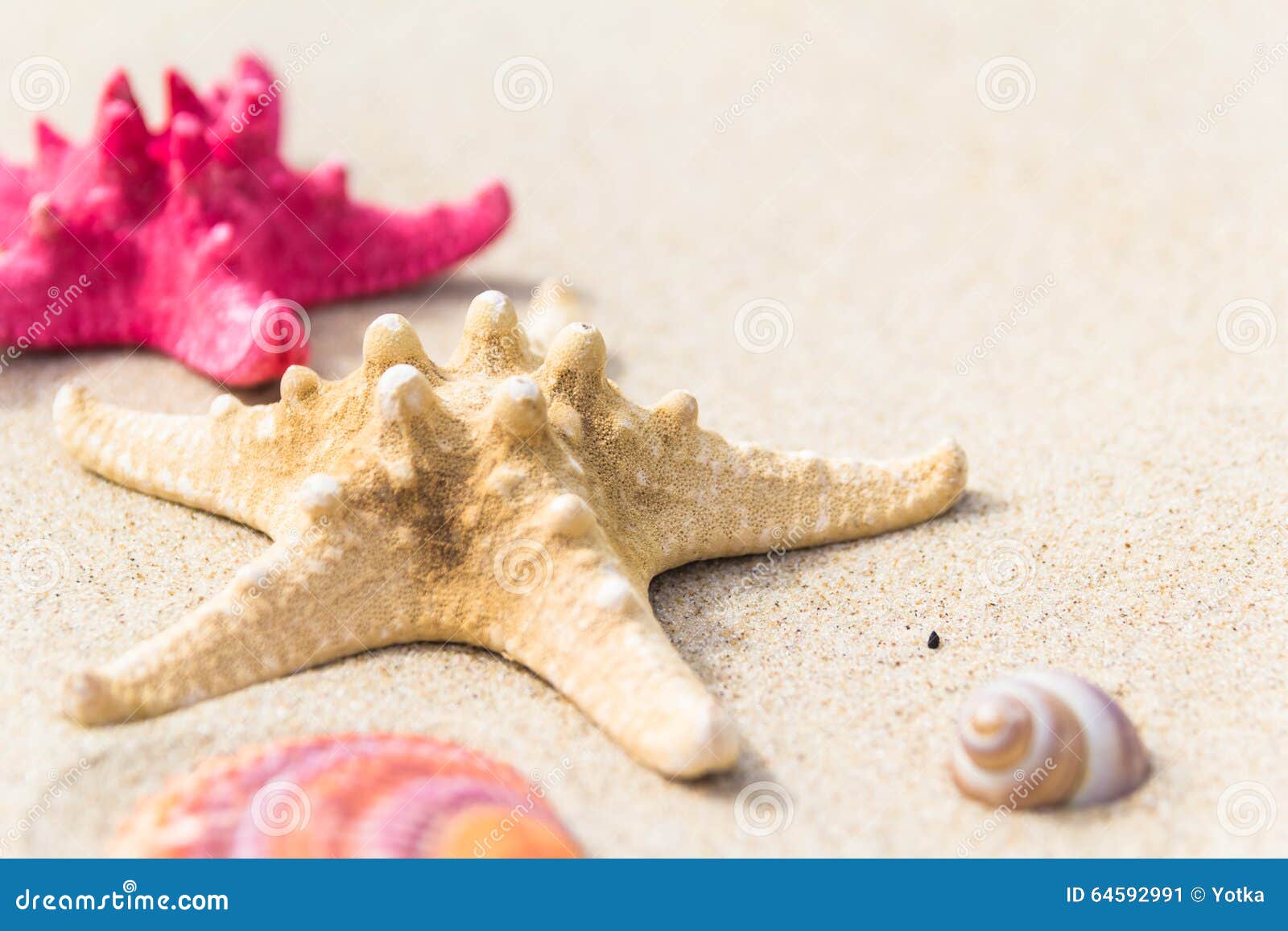 Sea Beach Scattered Variety Sea Shells Stock Image - Image of text ...