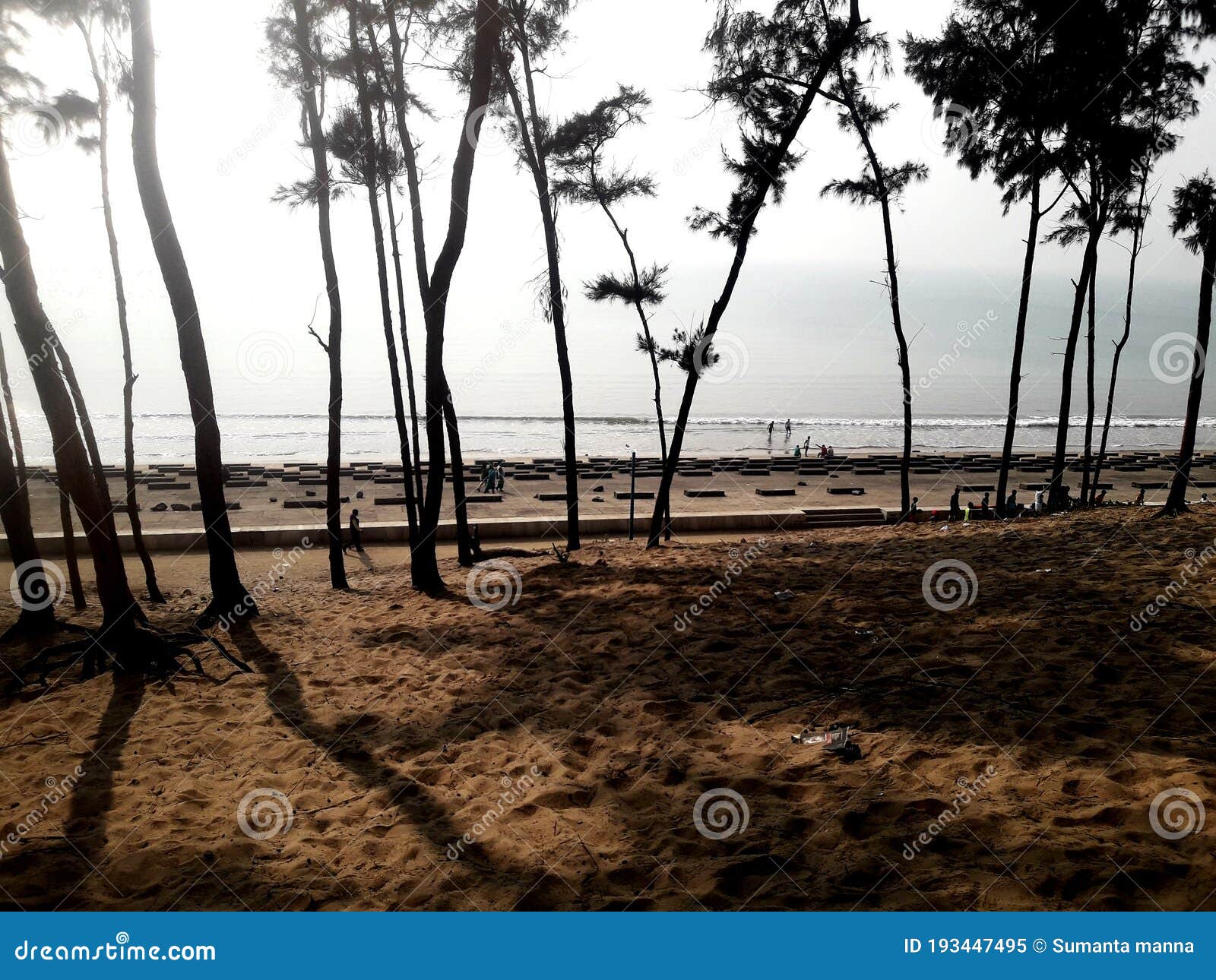 Sea beach in tree stock image. Image of morning, sunlight - 193447495