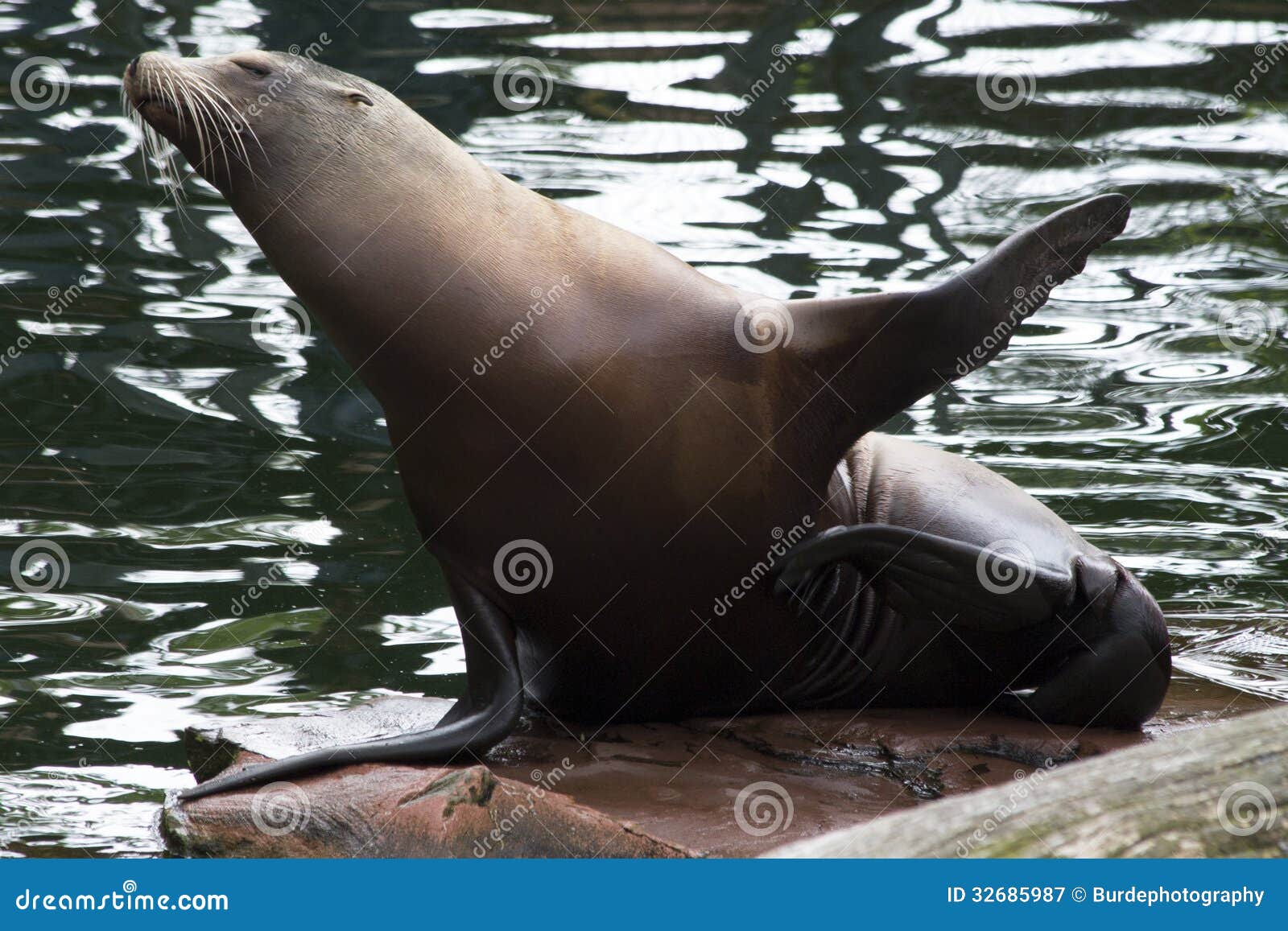 Sea Bear stock image. Image of cute, puppy, nature, seabear - 32685987