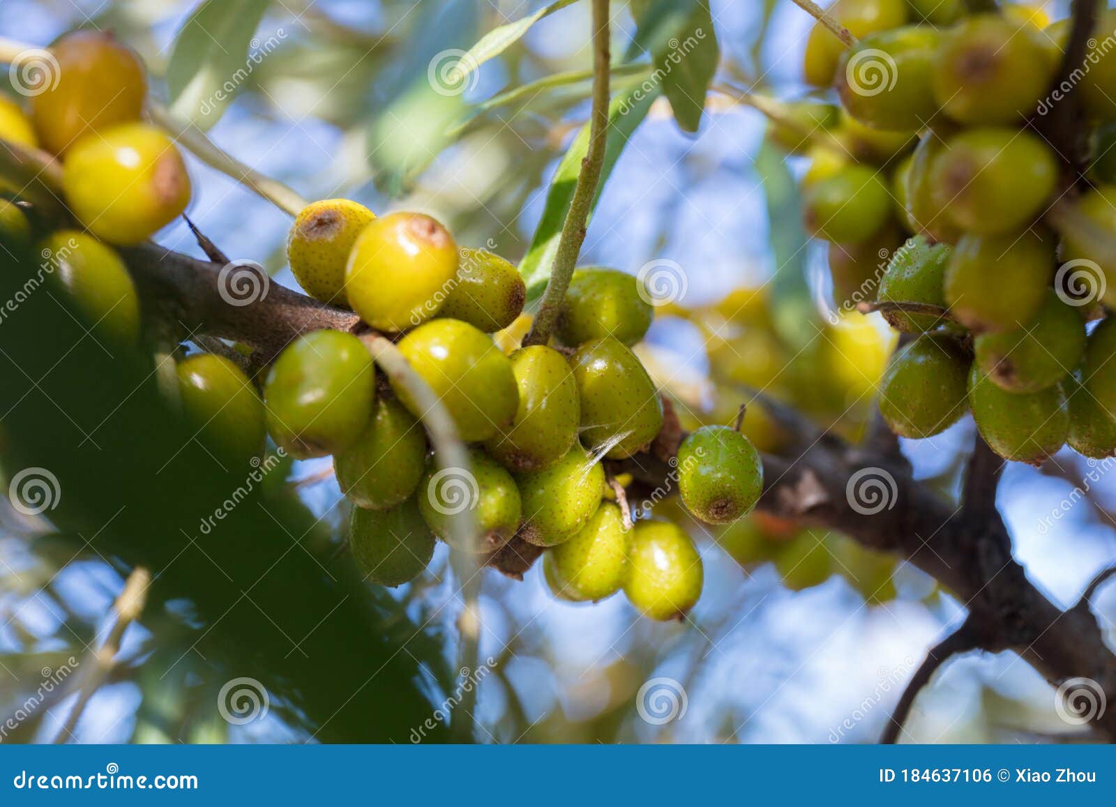 Sea berry stock photo. Image of fall, green, black, berries - 184637106