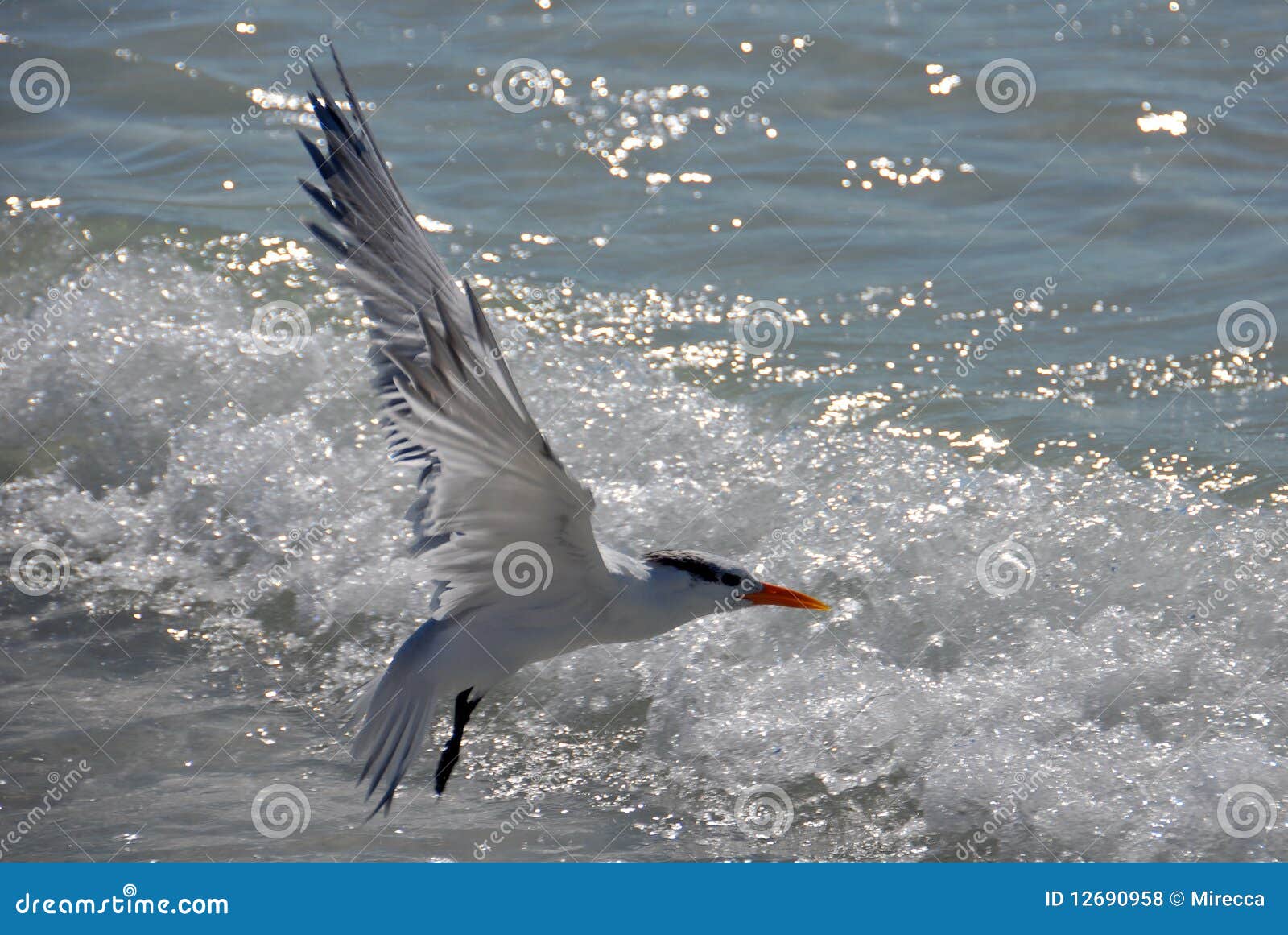 Sea bird stock photo. Image of wingspread, animal, white - 12690958