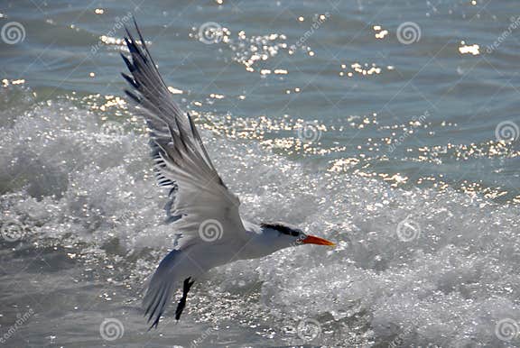 Sea bird stock photo. Image of wingspread, animal, white - 12690958