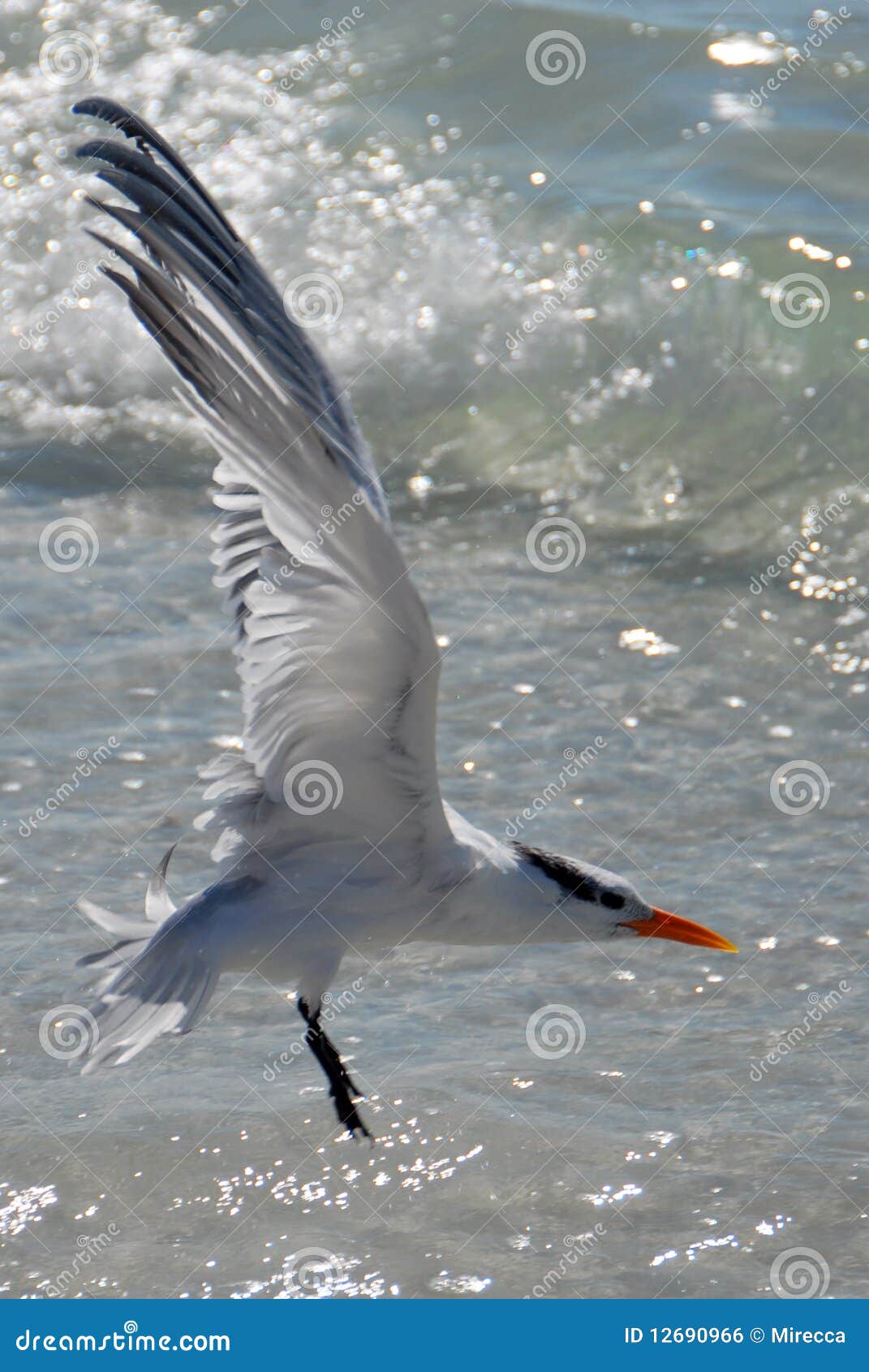 Sea bird stock photo. Image of spread, ocean, seagull - 12690966