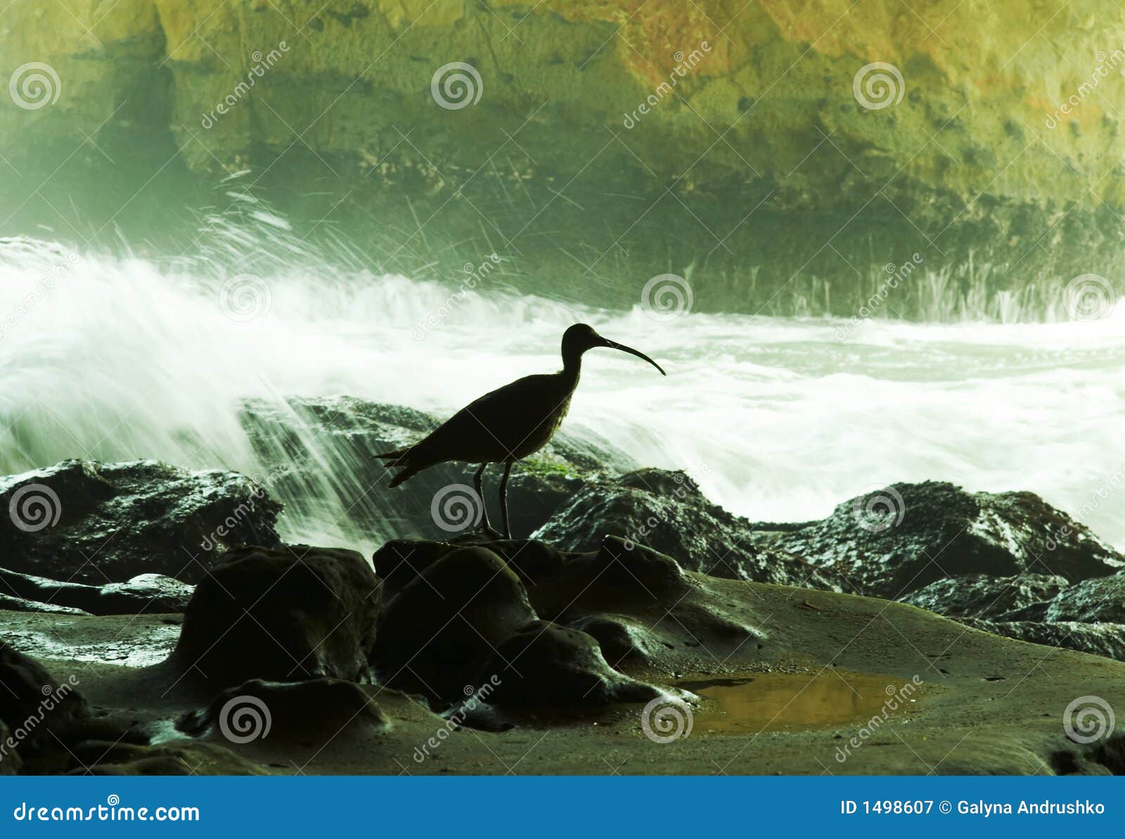 Sea bird stock image. Image of outdoor, grotto, beach - 1498607