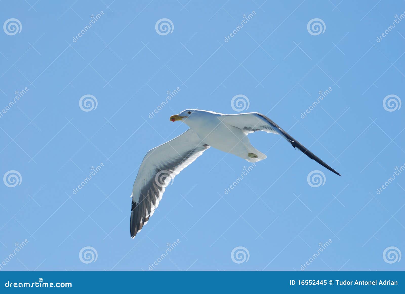 Sea bird stock image. Image of isolated, wildlife, bird - 16552445