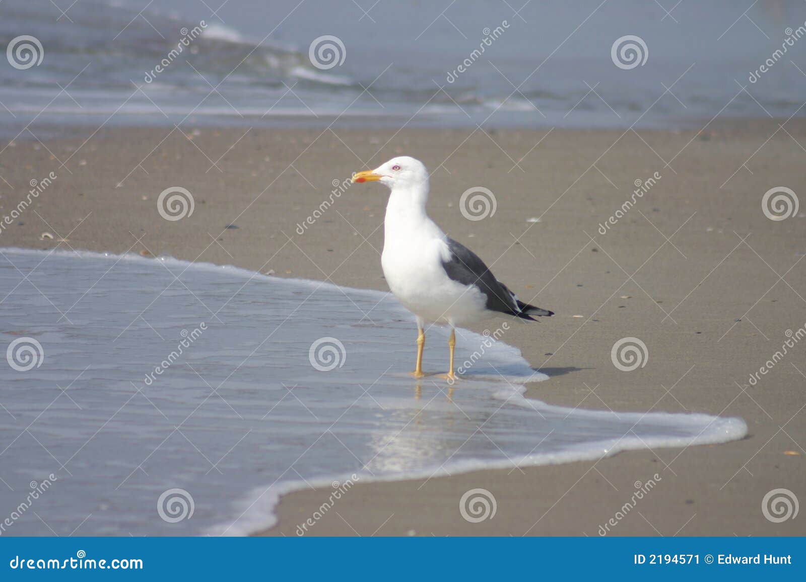 Sea Bird stock image. Image of coast, beach, animal, shells - 2194571