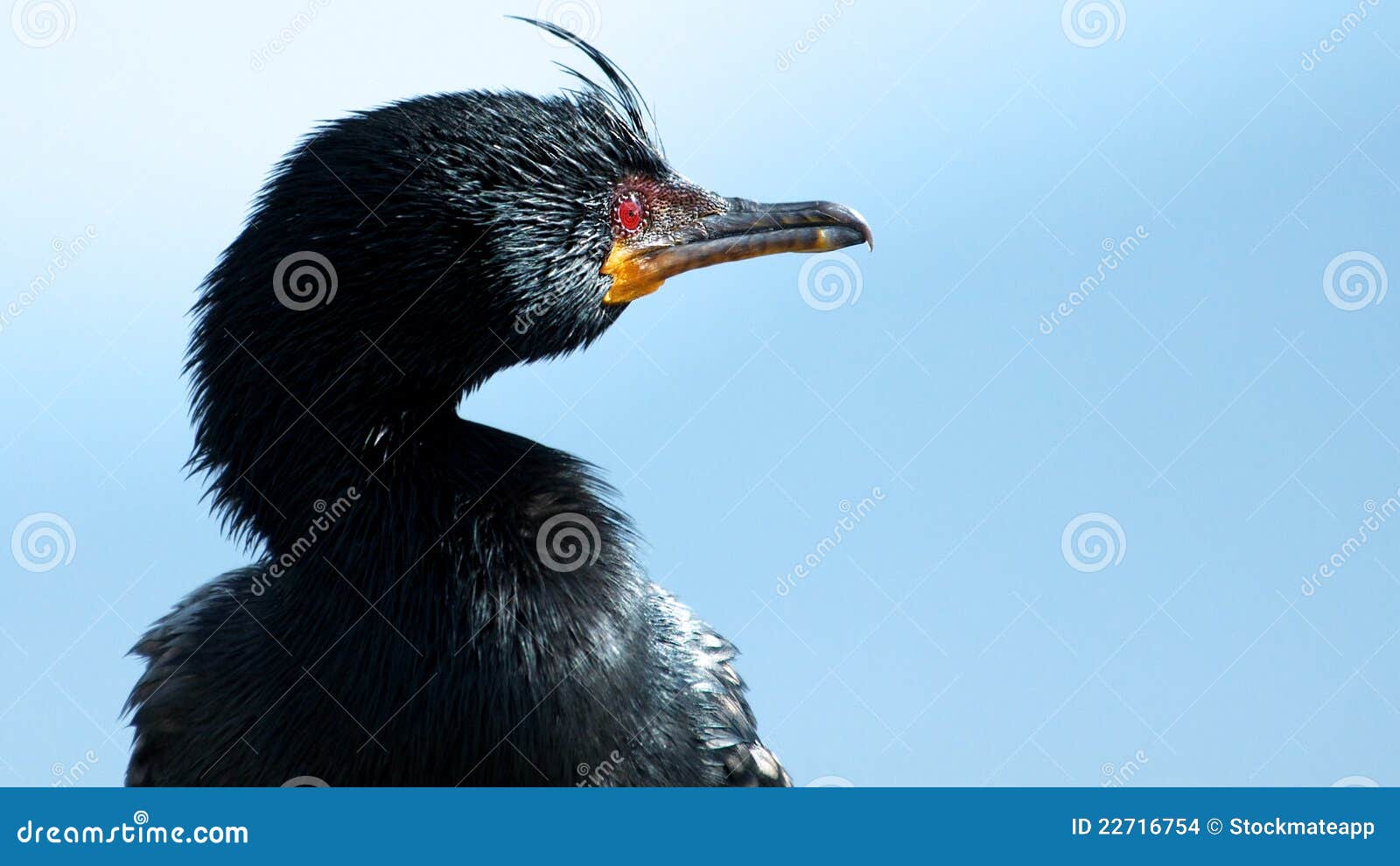 Sea Bird stock photo. Image of cape, feathers, ocean - 22716754