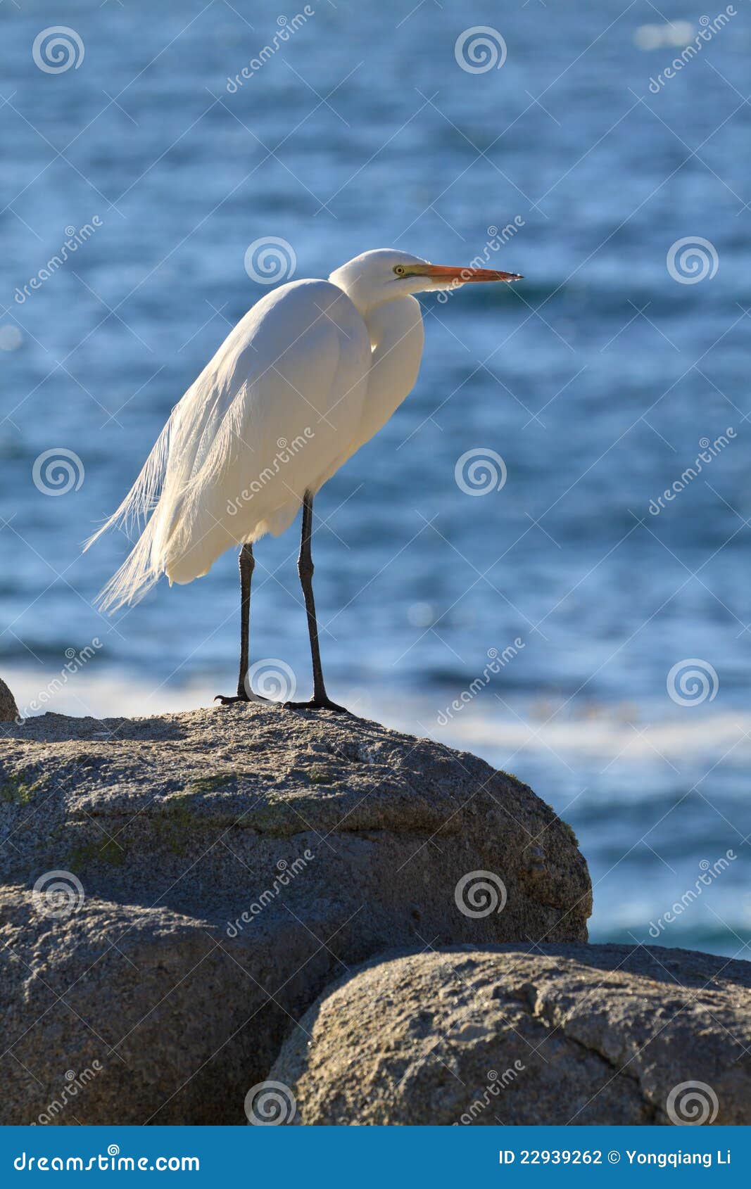 Sea Bird stock photo. Image of shore, wave, coast, white - 22939262