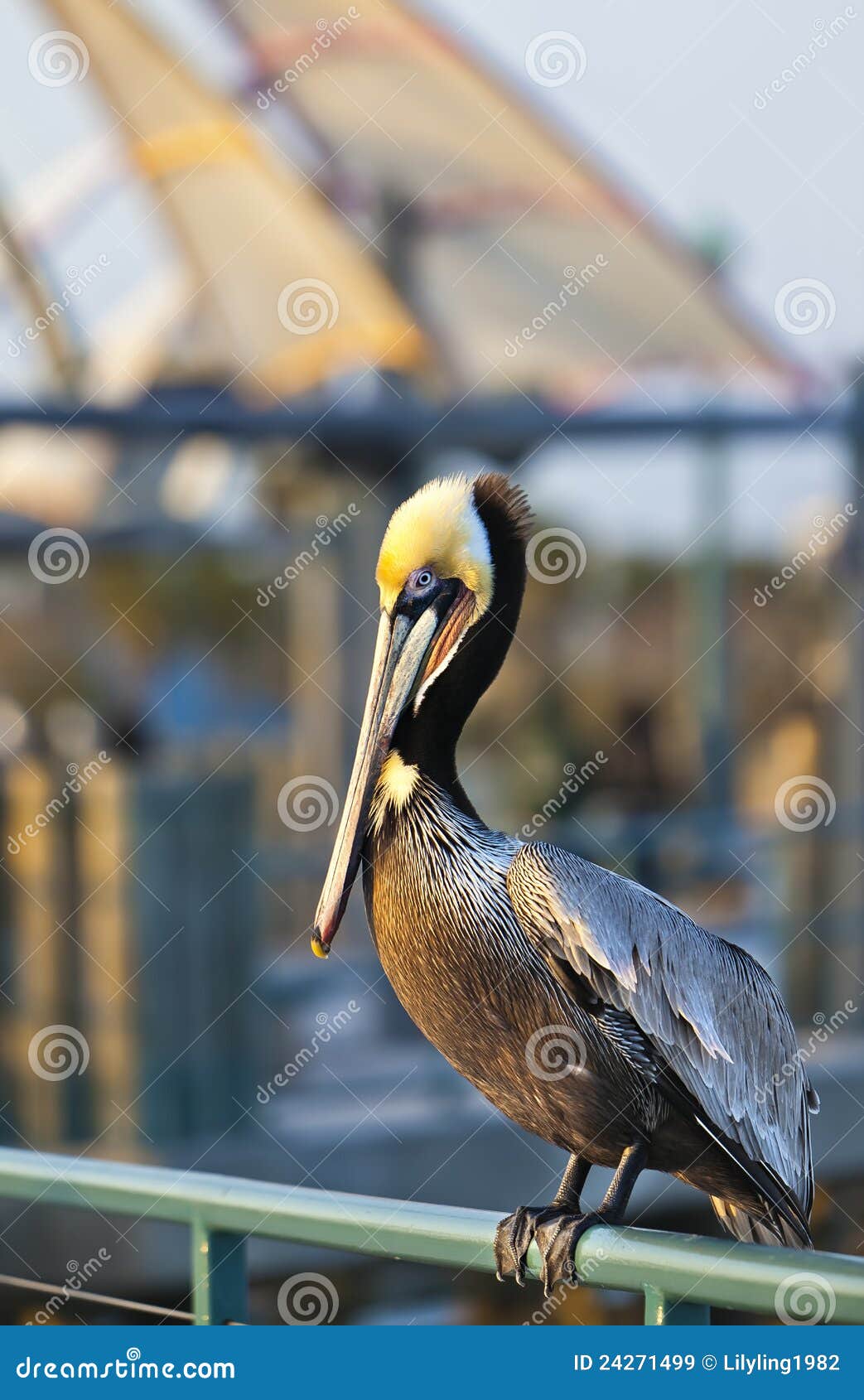 Sea bird stock image. Image of ocean, breaking, bird - 24271499