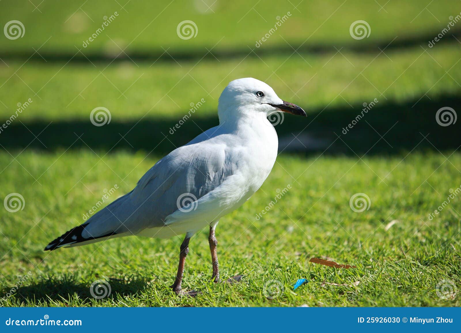 Sea Bird stock photo. Image of freedom, lake, swan, wildlife - 25926030