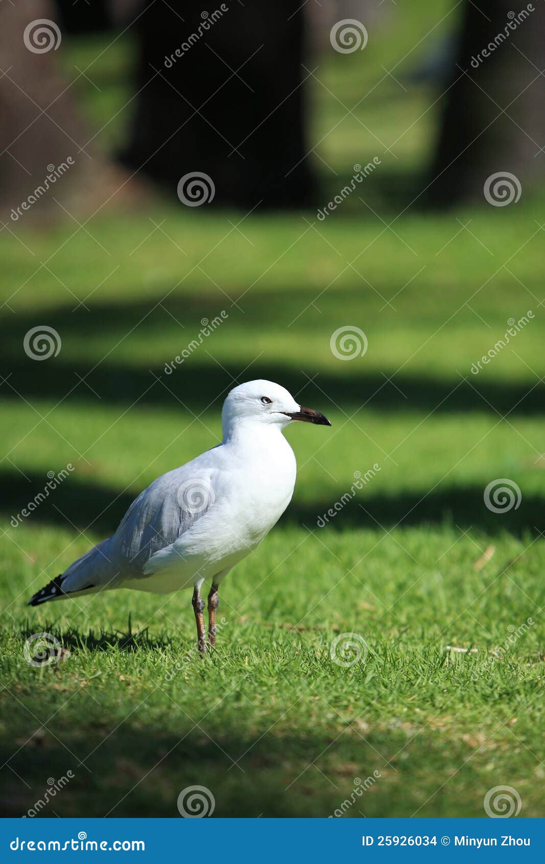Sea Bird stock photo. Image of swan, perth, ocean, summer - 25926034