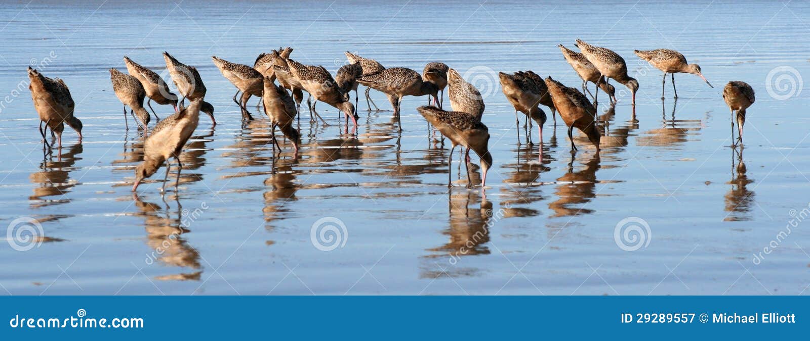 Sea Bird stock image. Image of scenic, birds, profiles - 29289557