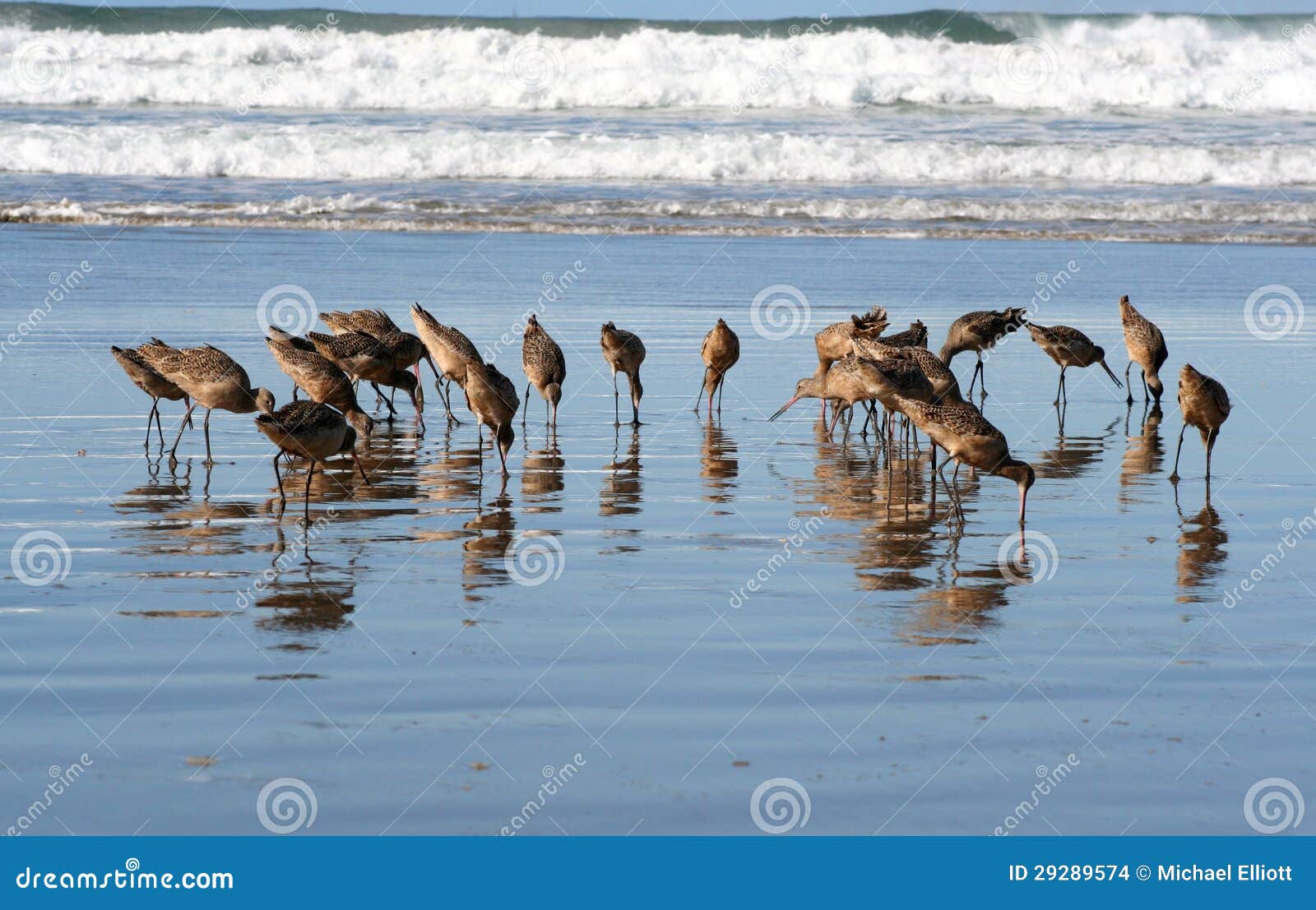 Sea Bird stock photo. Image of scenic, horizontal, seashore - 29289574