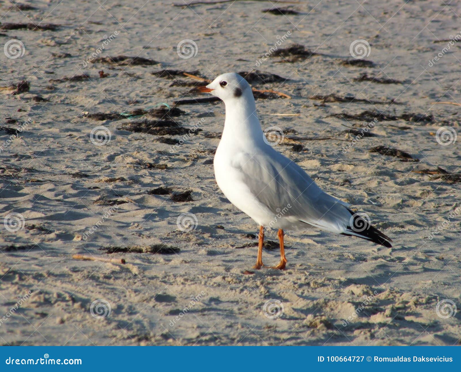 Sea bird stock image. Image of blue, adventure, scenic - 100664727