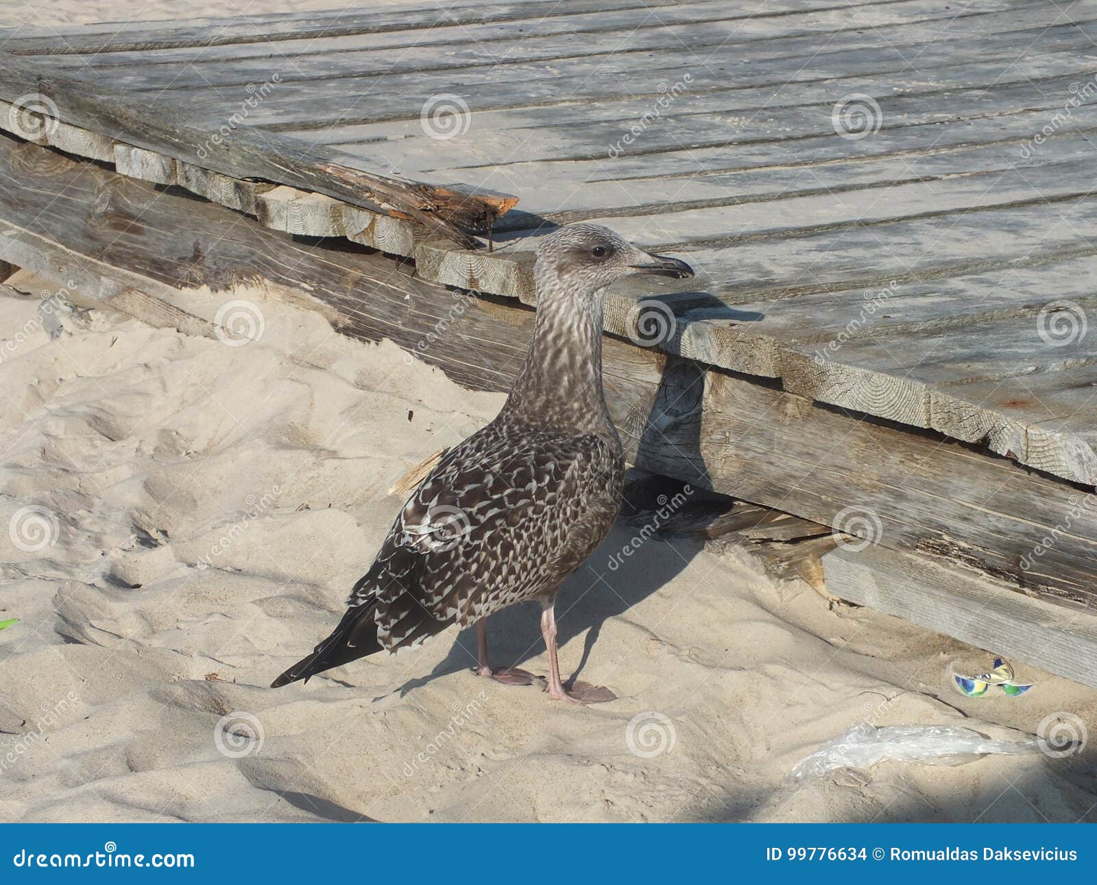 Sea bird stock photo. Image of animals, coastline, fauna - 99776634