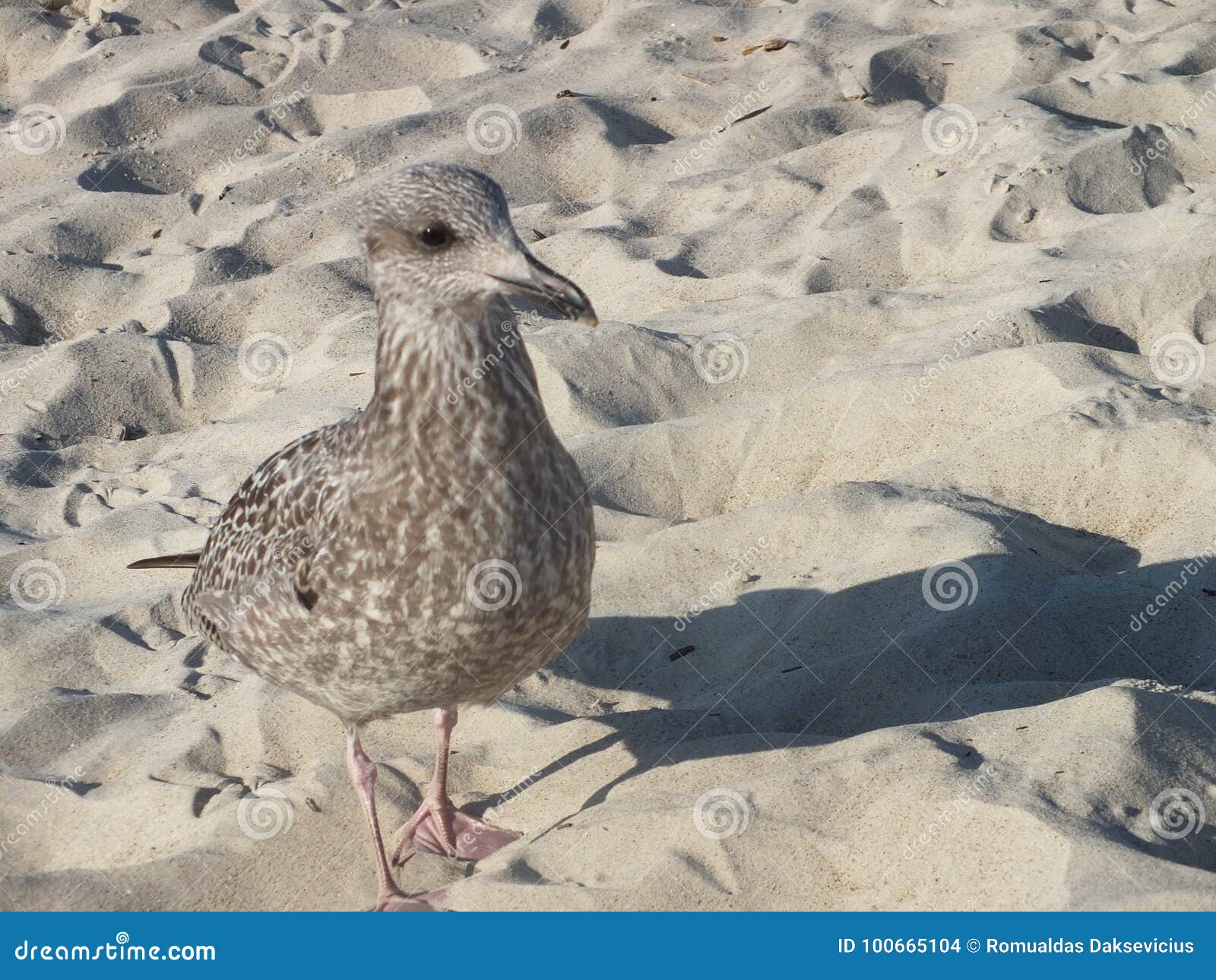 Sea bird stock photo. Image of bird, adventure, view - 100665104