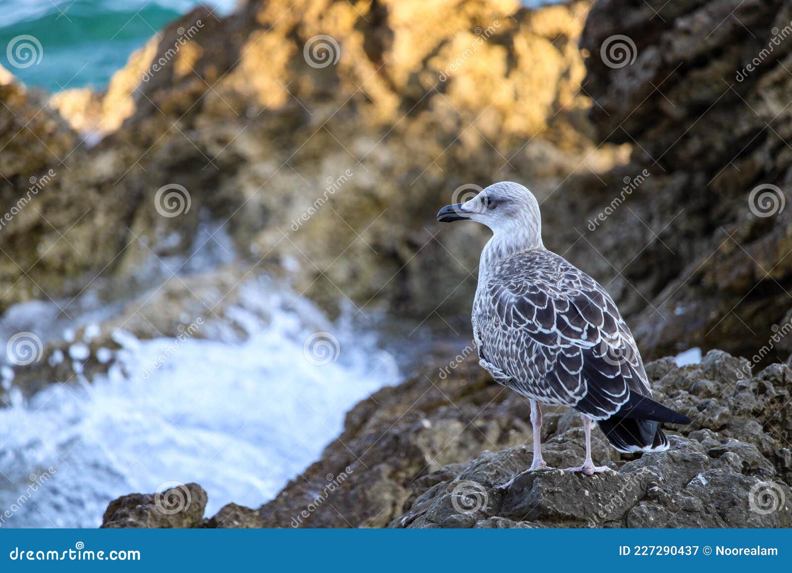 Sea bird near the sea stock image. Image of fulllength - 227290437