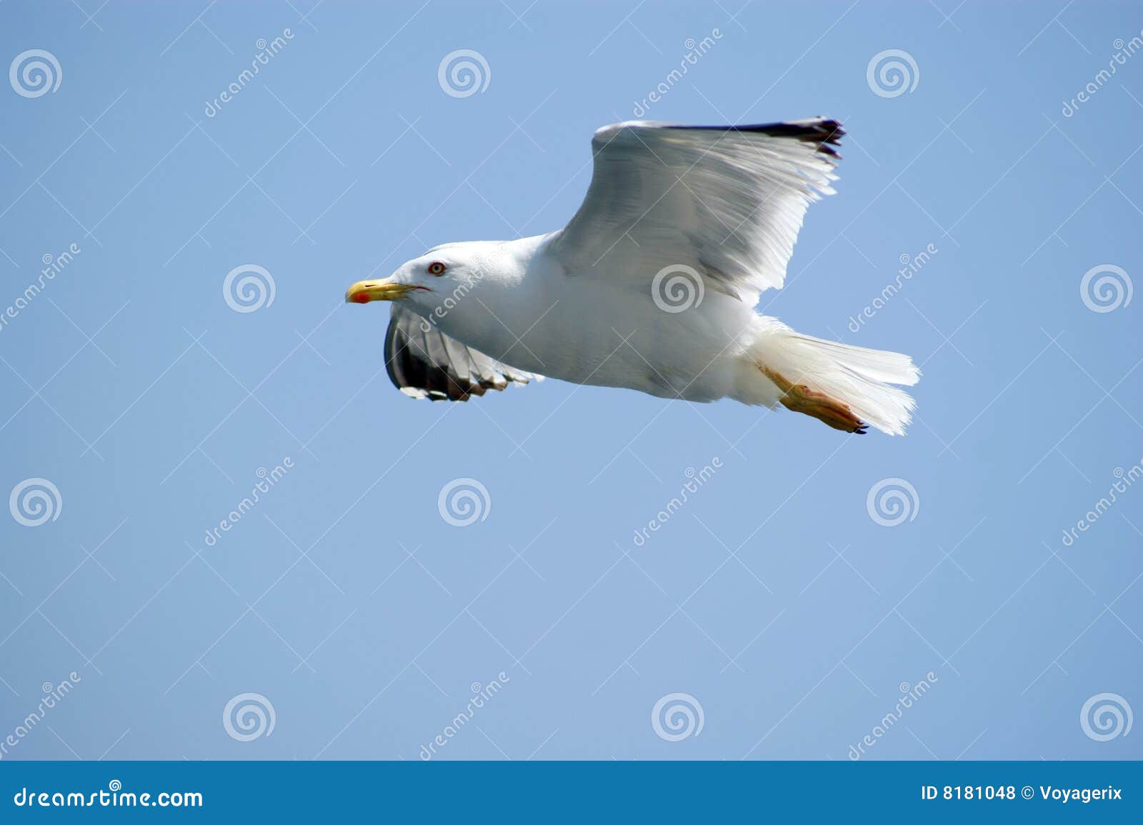 Sea Bird on Blue Sky stock photo. Image of wind, white - 8181048