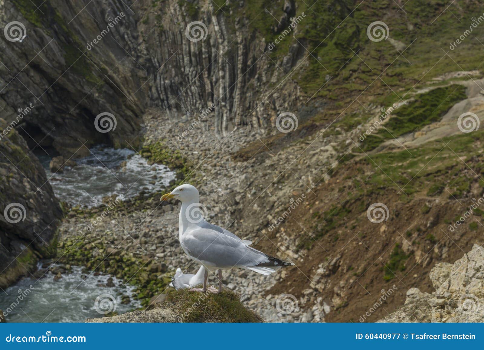 Sea Bird on a Cliff Juristic Coast Dorset Stock Image - Image of ...