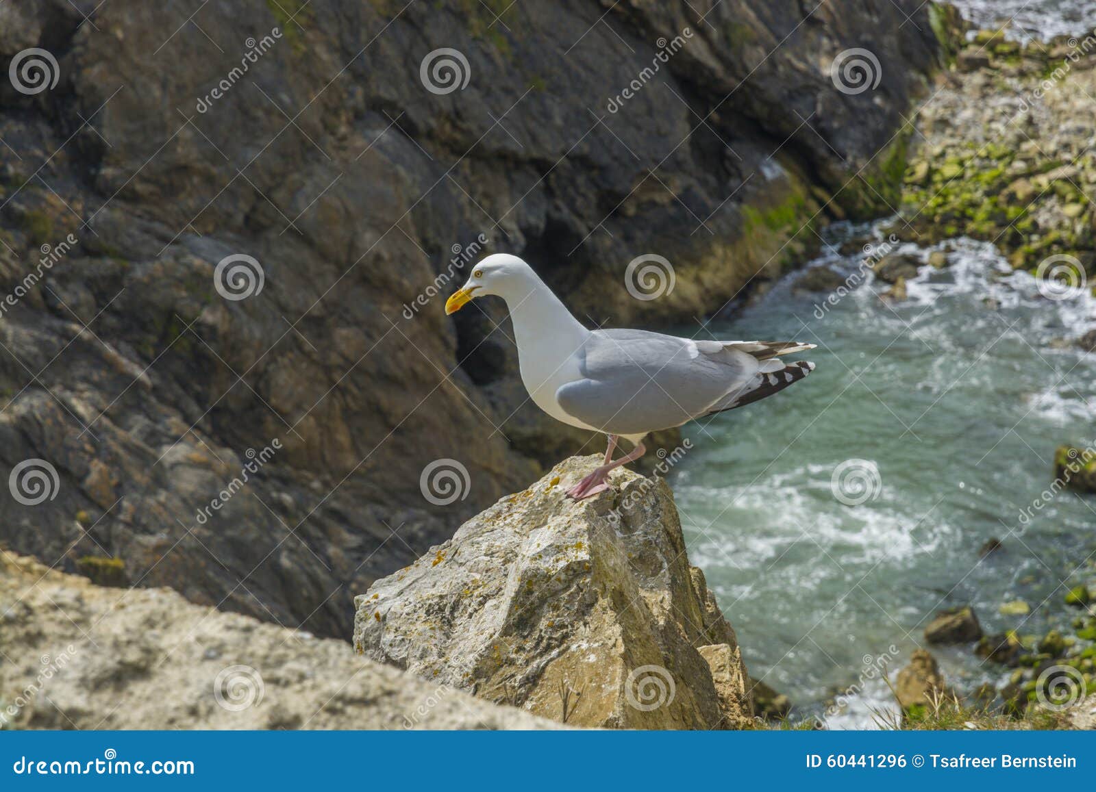 Sea Bird on a Cliff Juristic Coast Dorset Stock Photo - Image of ...