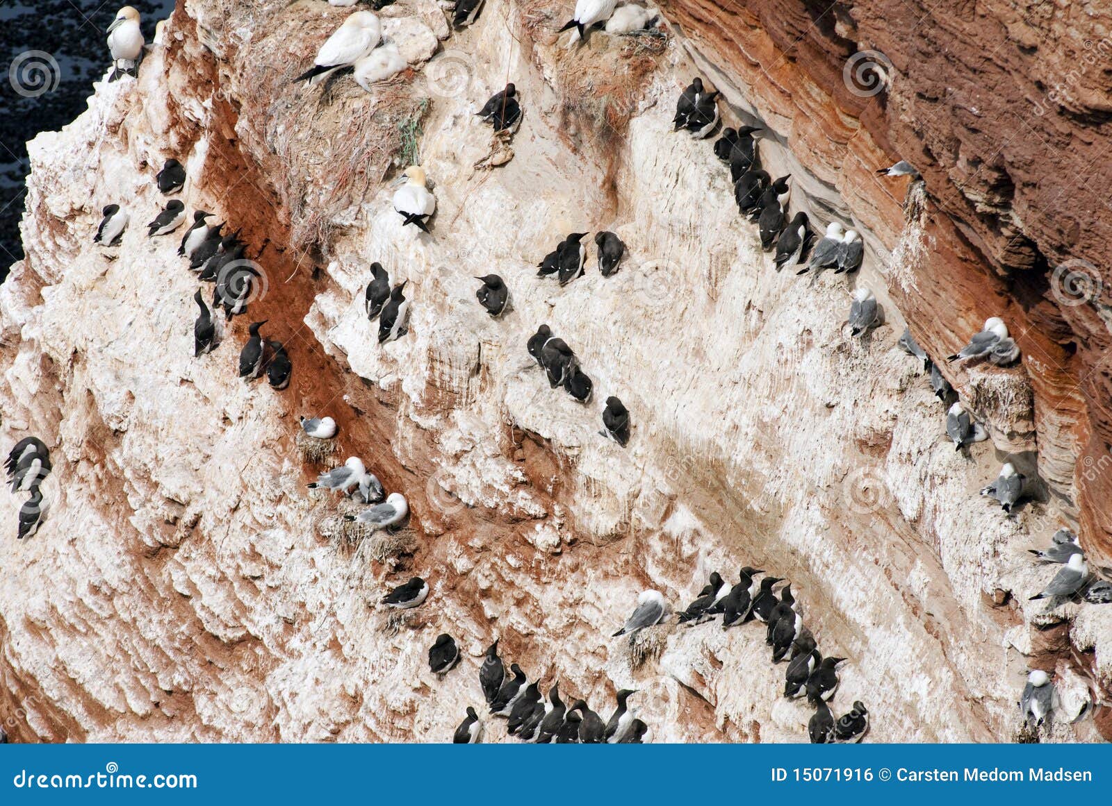 Sea bird colony stock photo. Image of bassanus, german - 15071916