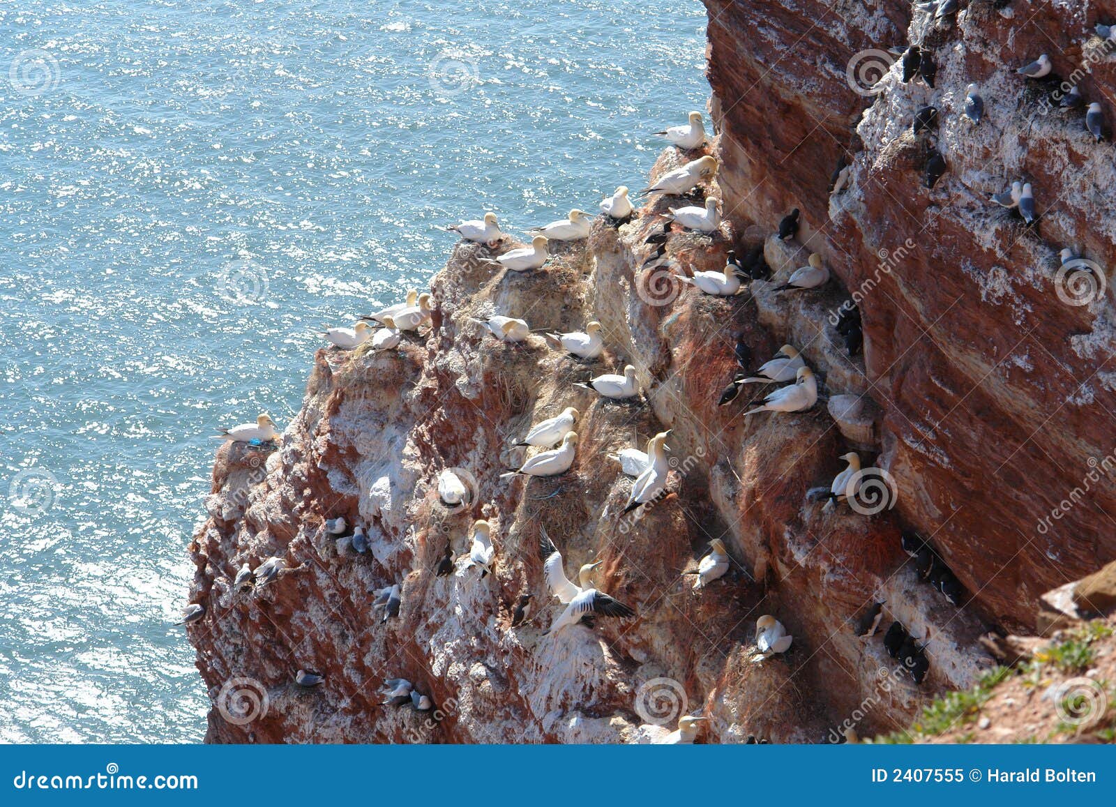 Sea bird colony stock image. Image of colony, bird, cliff - 2407555