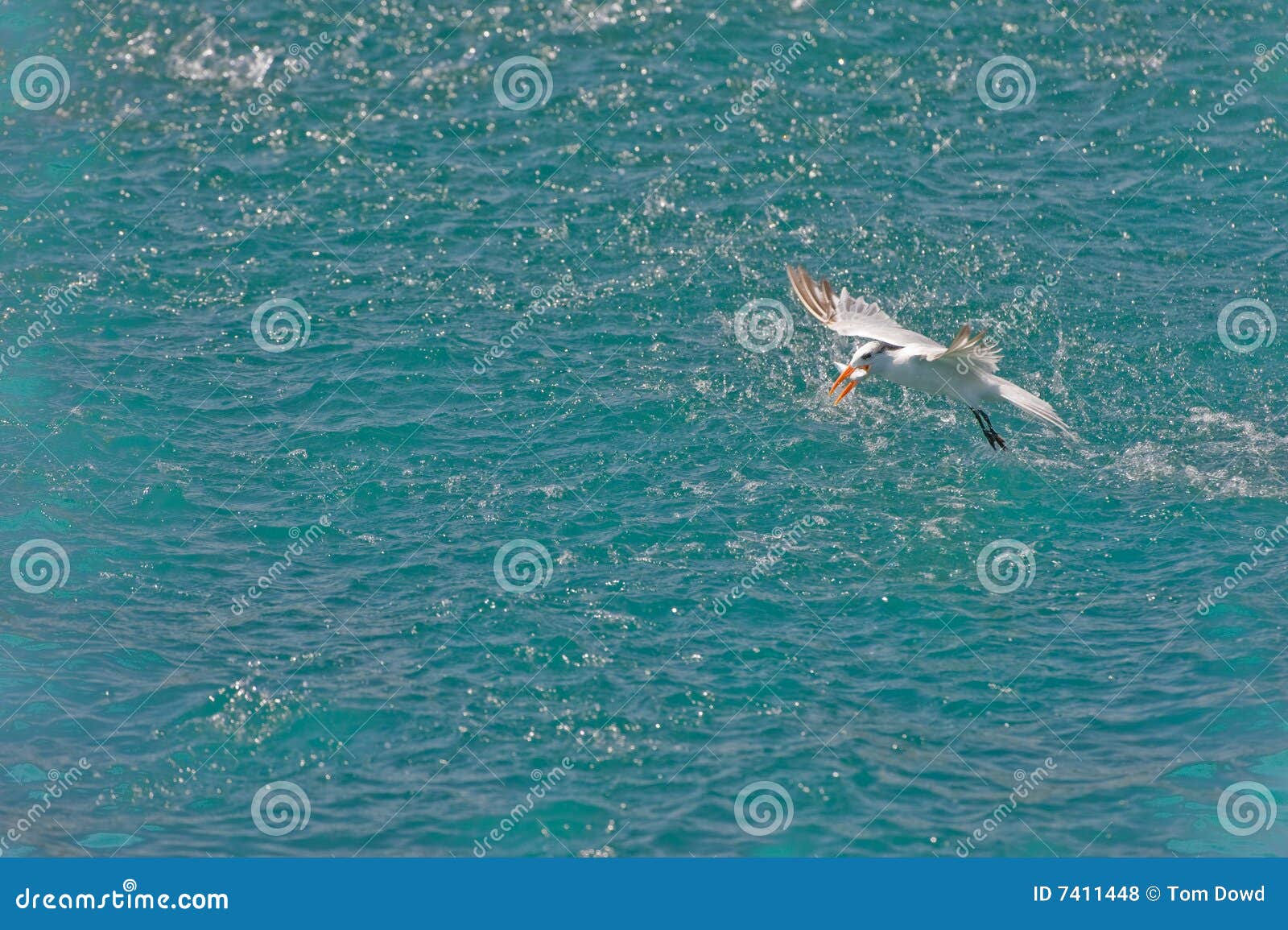 Sea bird with fish stock photo. Image of ocean, carrying - 7411448