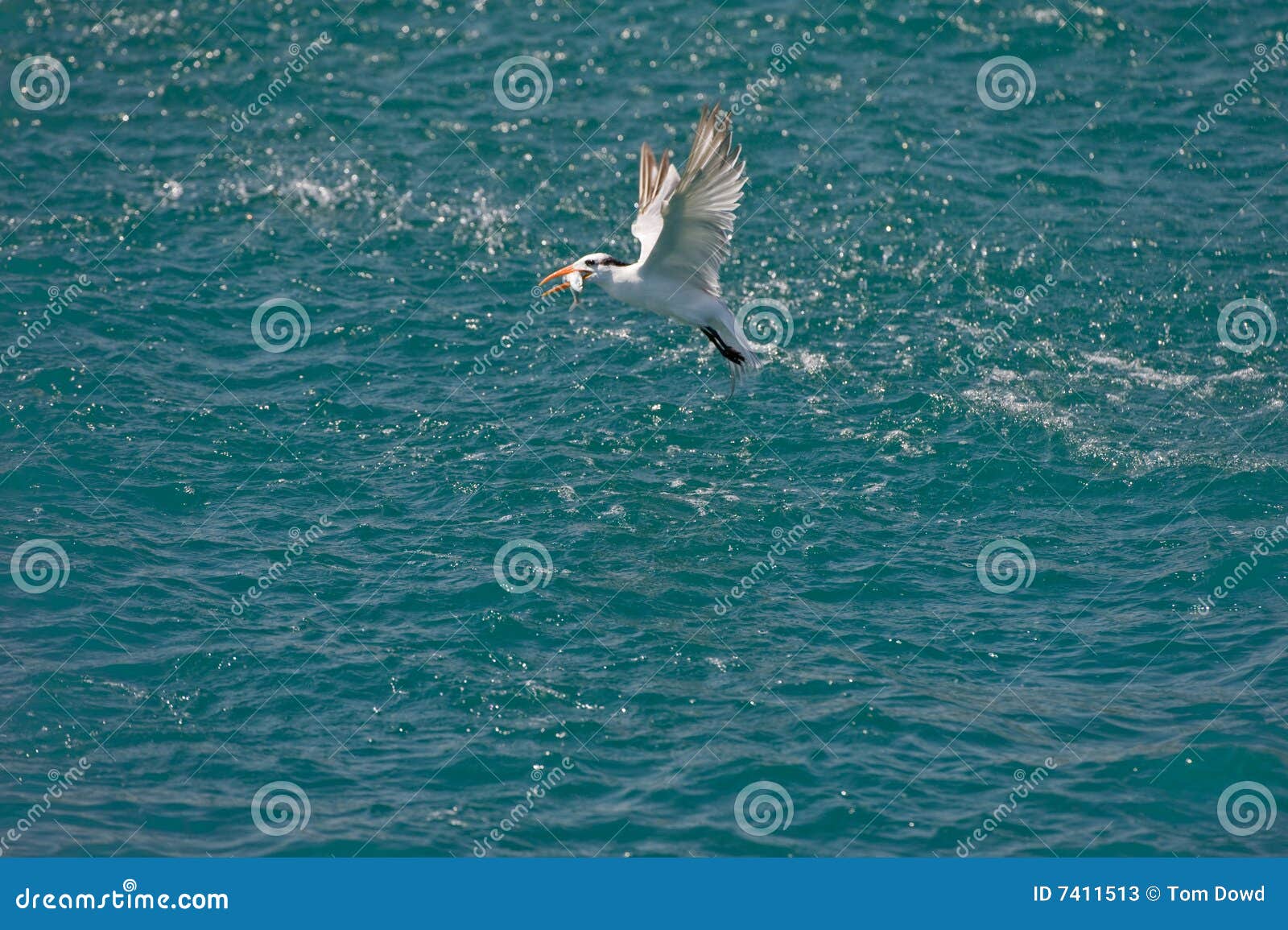 Sea bird flying with fish stock image. Image of eating - 7411513