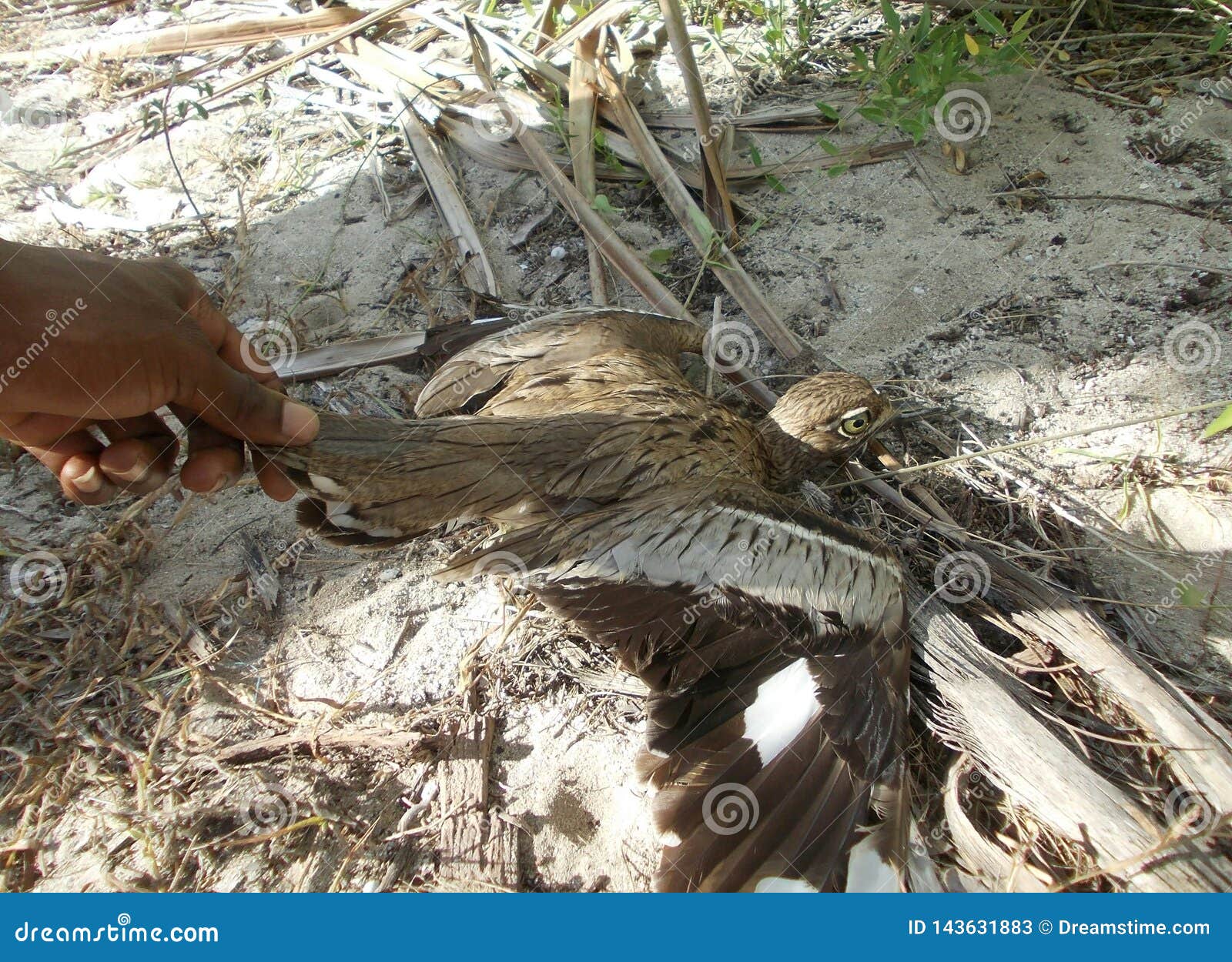 202 Bird Git Stock Photos - Free & Royalty-Free Stock Photos from ...