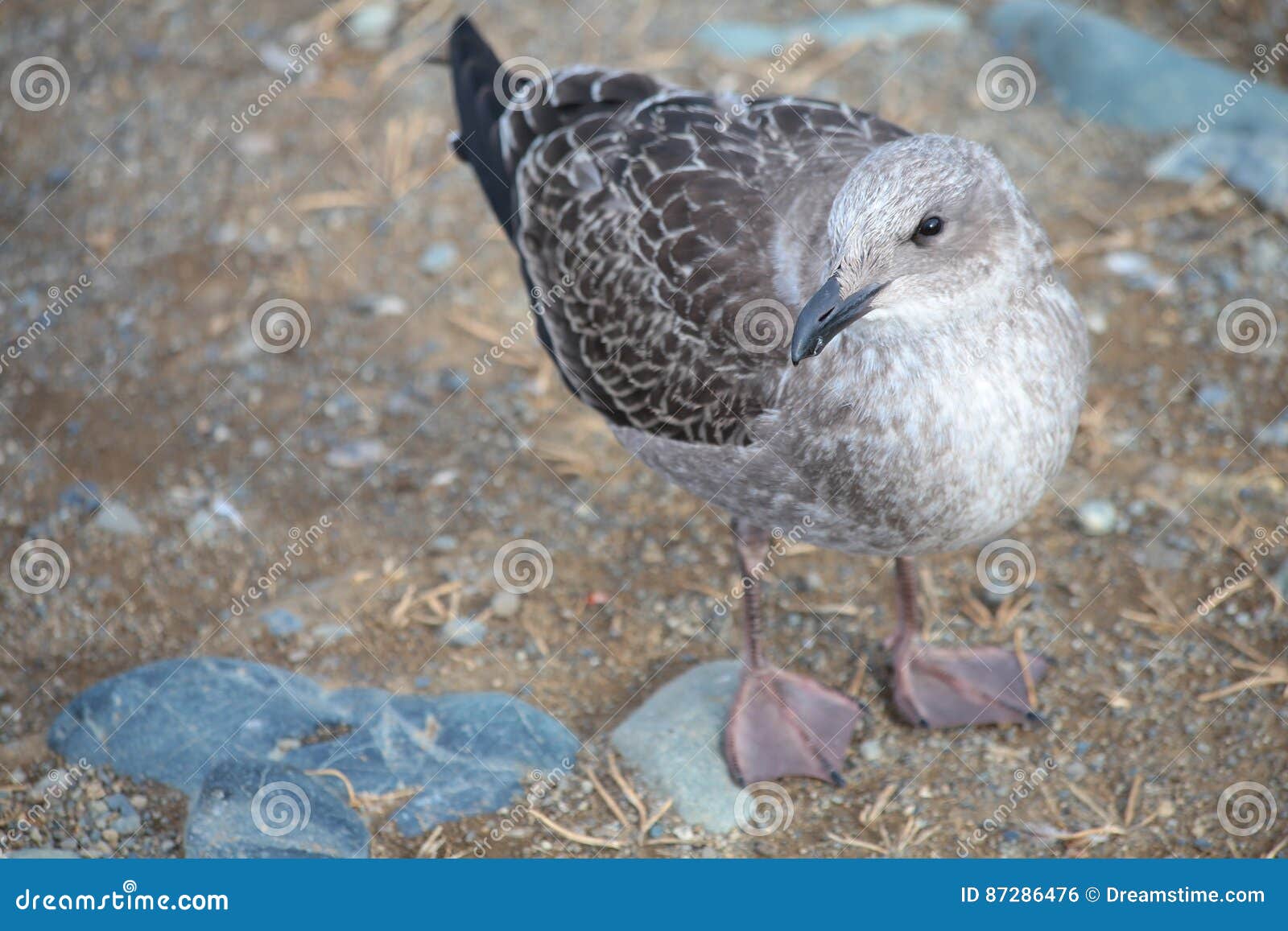Sea Bird stock photo. Image of puntaarenas, sealife, seabirds - 87286476