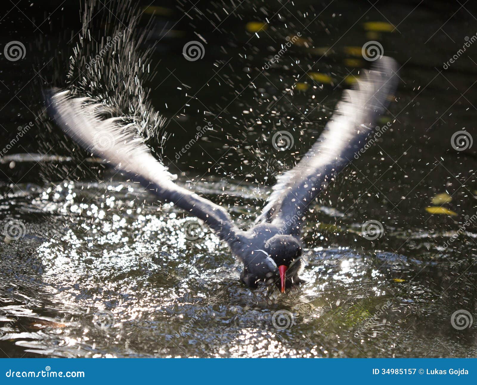 Sea bird in a motion stock image. Image of feeding, pond - 34985157