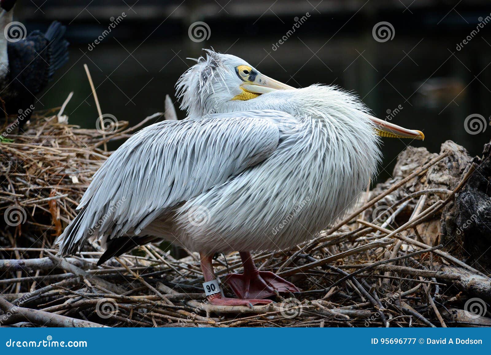 Sea Bird at Rest stock image. Image of feathers, white - 95696777