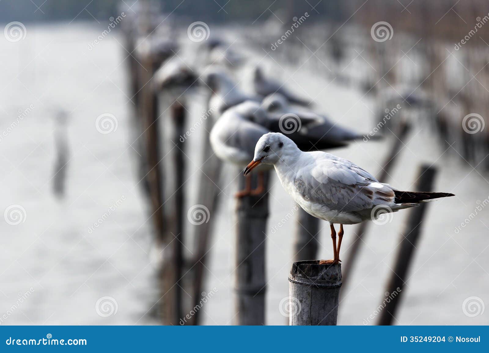 Sea bird stock photo. Image of natural, ocean, seagull - 35249204